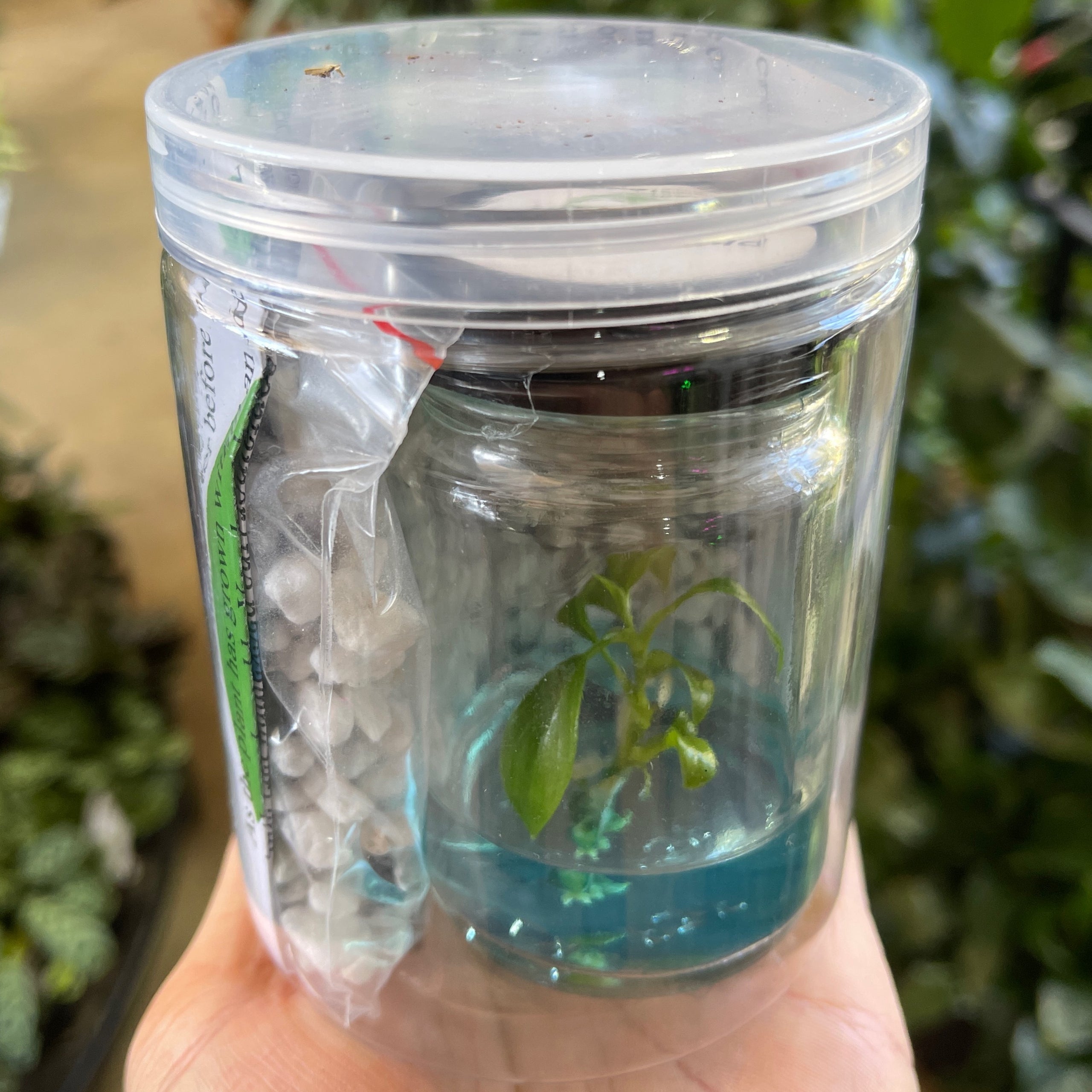 Tissue Culture Kit Philodendron Snow Drift | Exotic Botanic