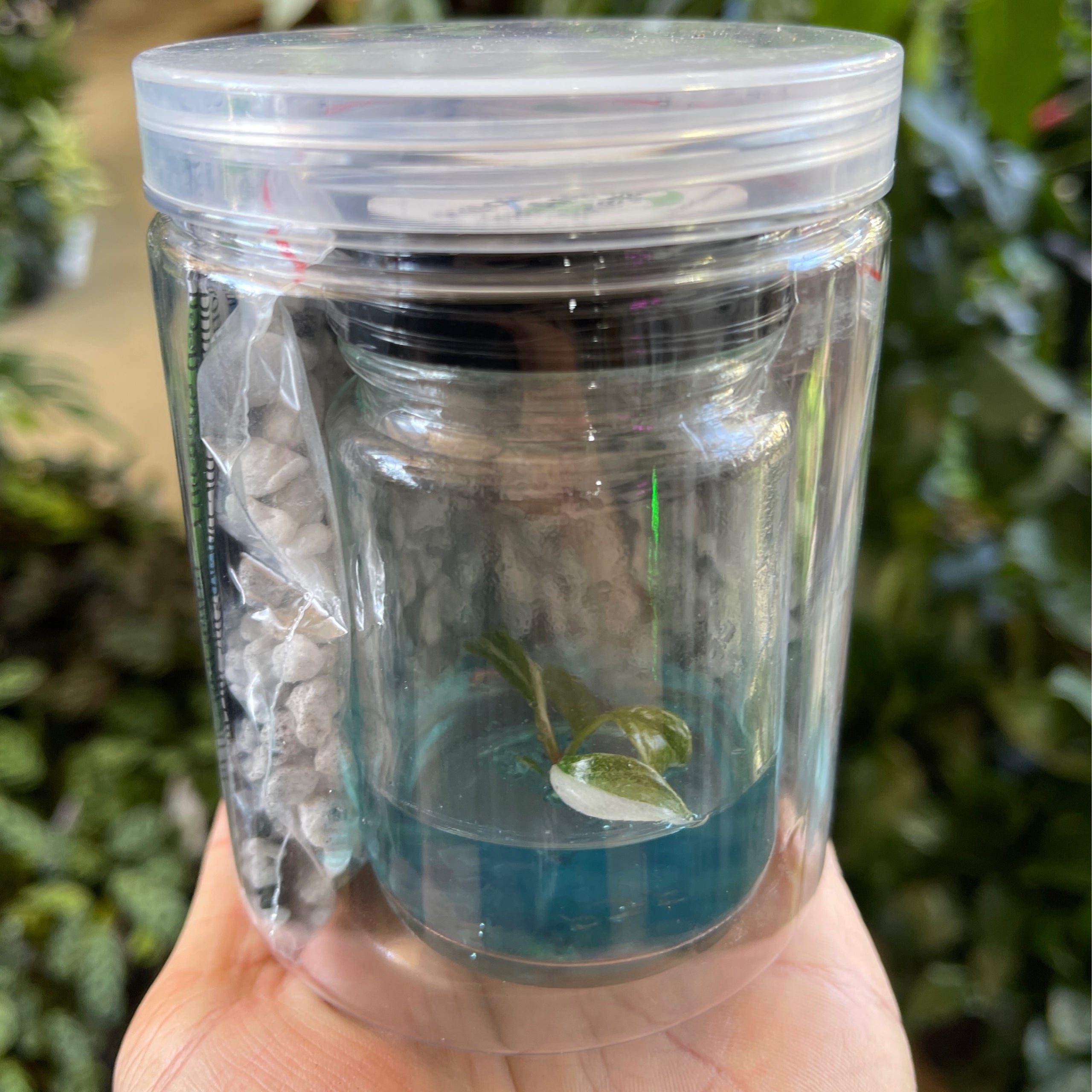 Tissue Culture Kit Philodendron Red Anderson Variegated | Exotic Botanic