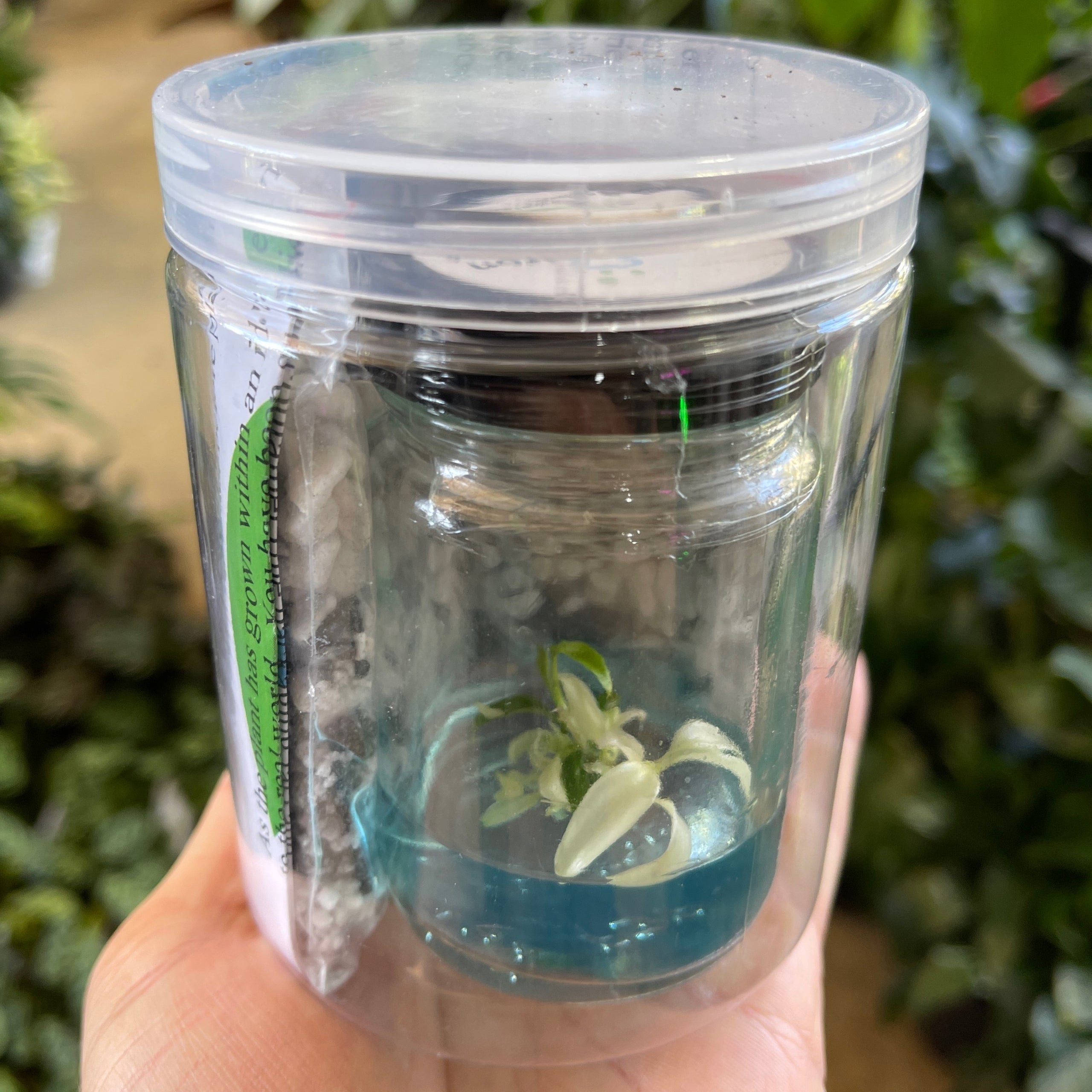 Tissue Culture Kit Philodendron Florida Ghost | Exotic Botanic