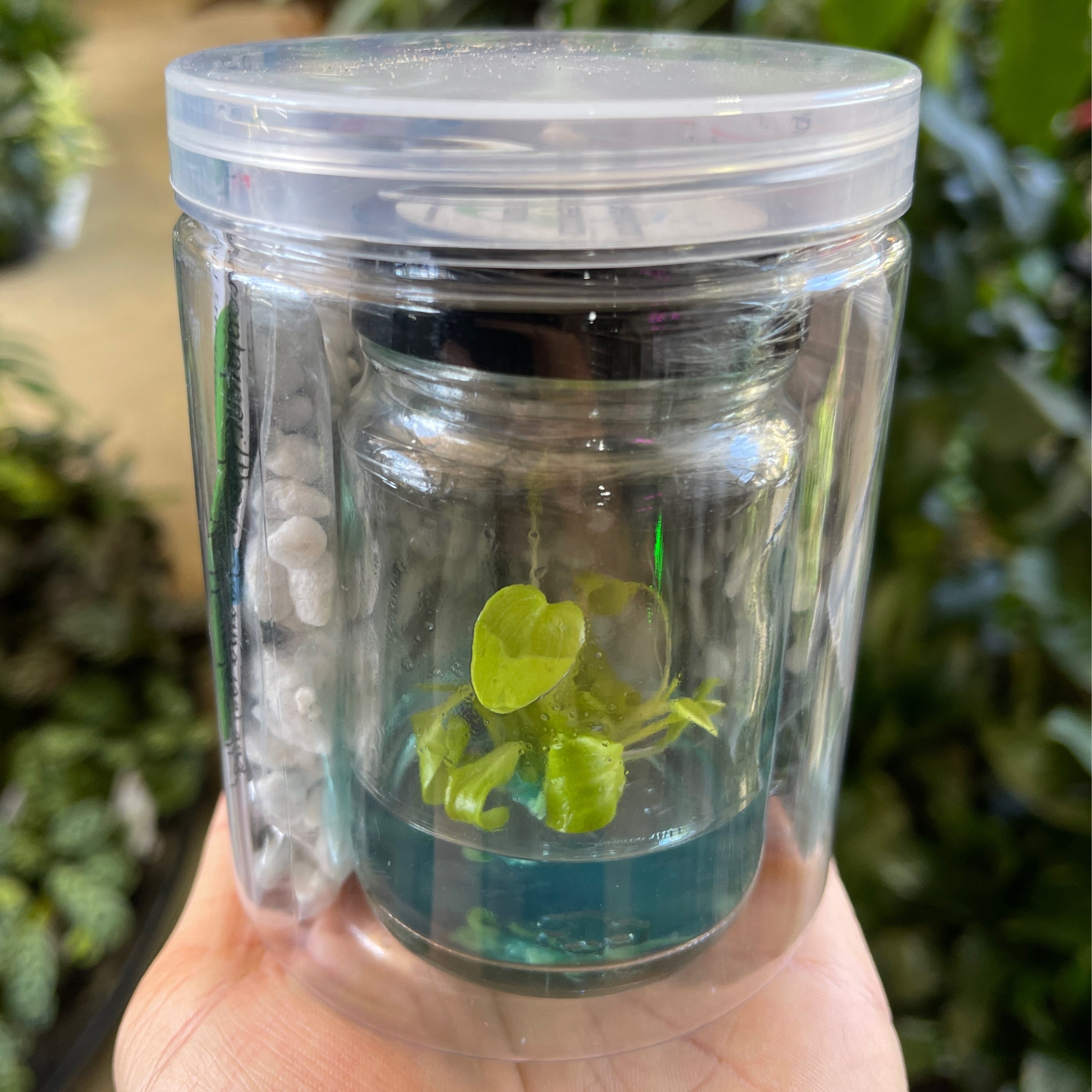 Tissue Culture Kit Philodendron Warscewiczii Flavum Exotic Botanic