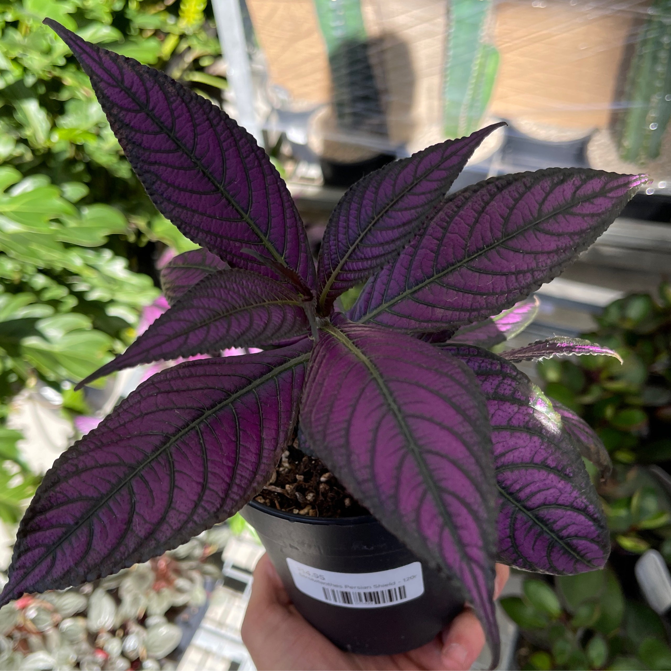 Strobilanthes Persian Shield - 120mm | Exotic Botanic