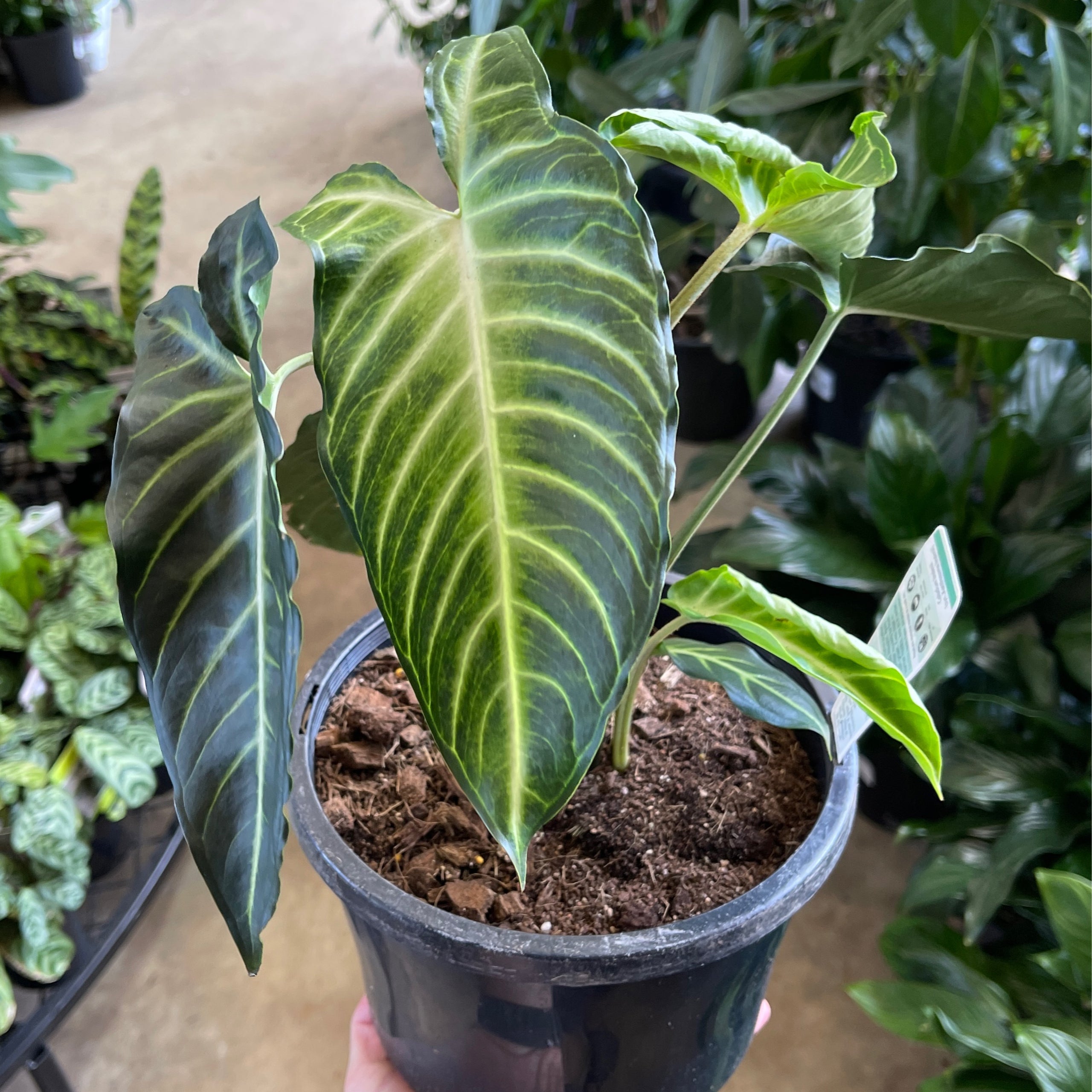 Caladium lindenii - 200mm | Exotic Botanic