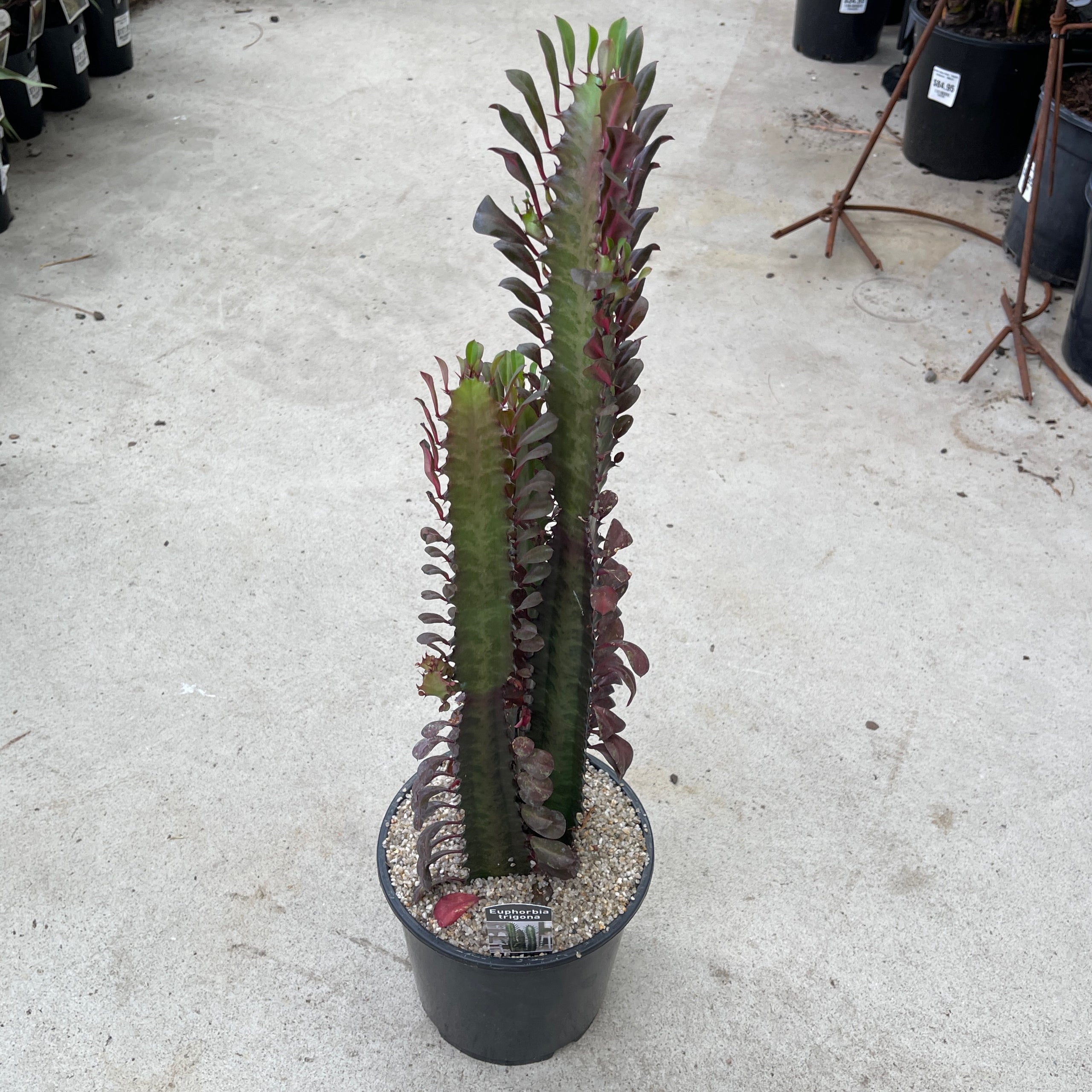 Euphorbia Trigona Red Devil - 190mm | Exotic Botanic