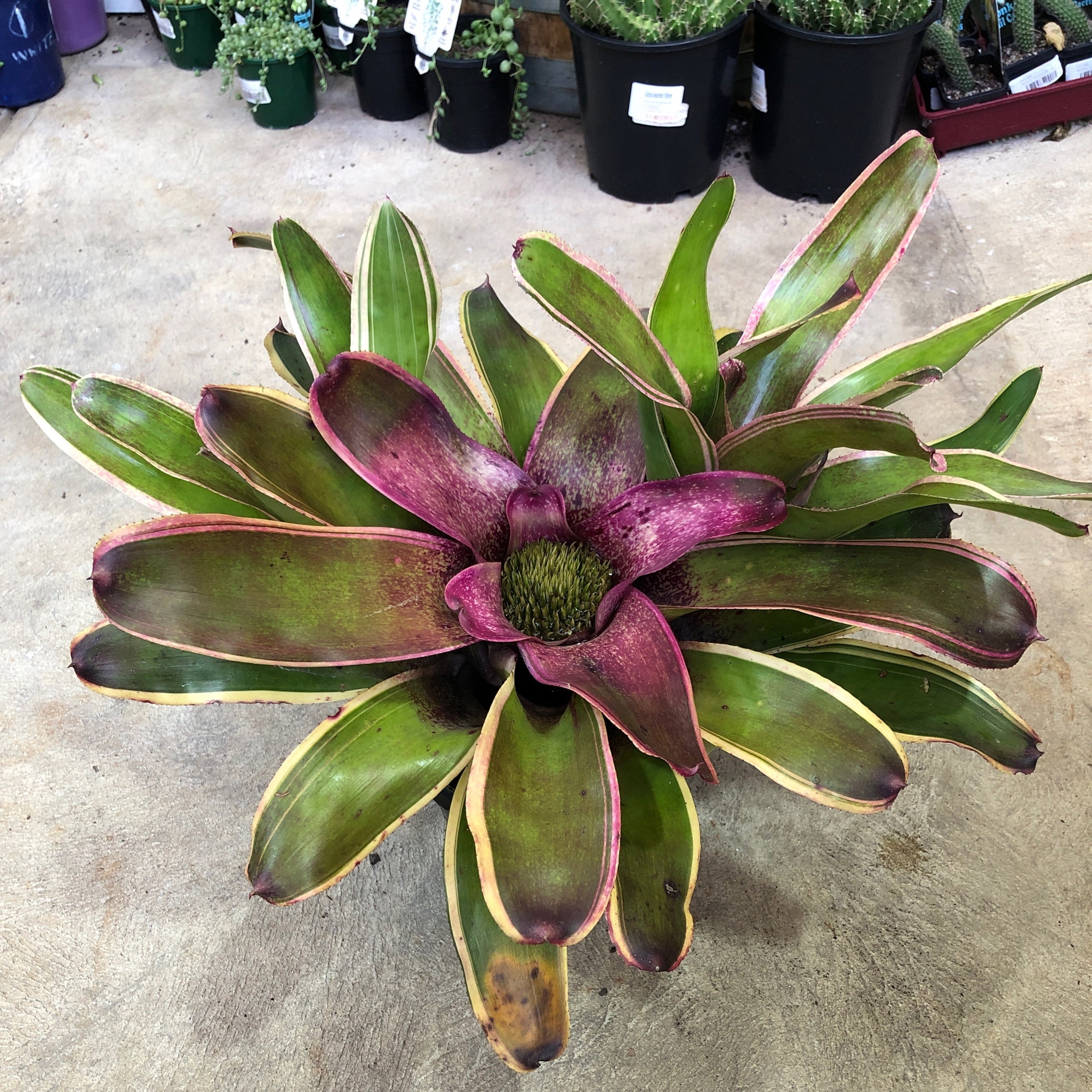 Neoregelia Cane Fire - 180mm | Exotic Botanic