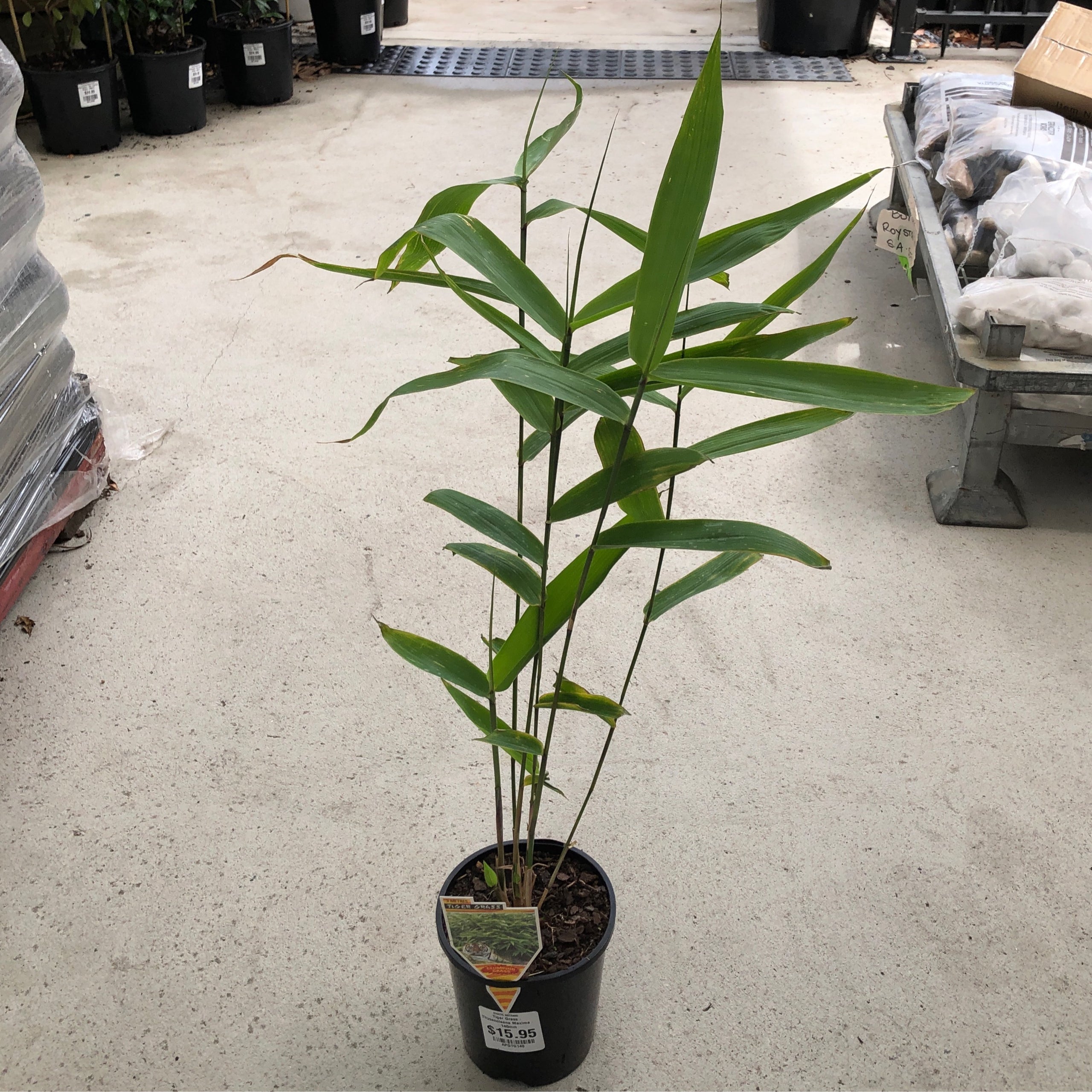 Tiger Grass - Thysanolaena Maxima - 140mm | Exotic Botanic