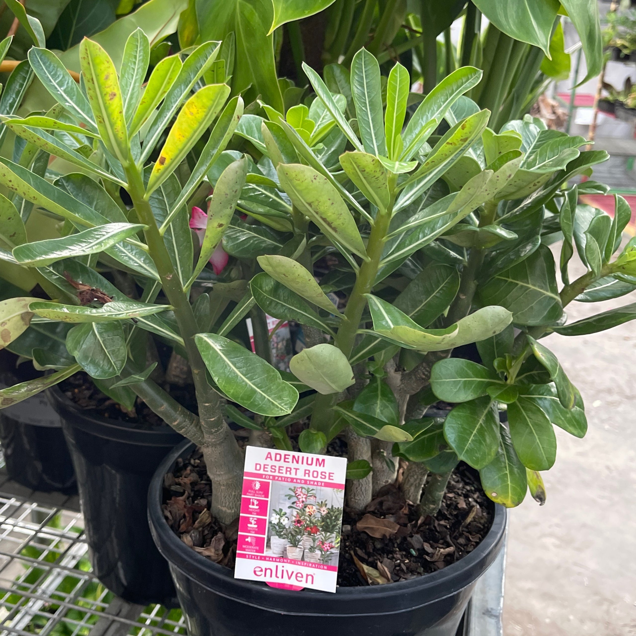 Adenium obesum Desert Rose - 250mm | Exotic Botanic