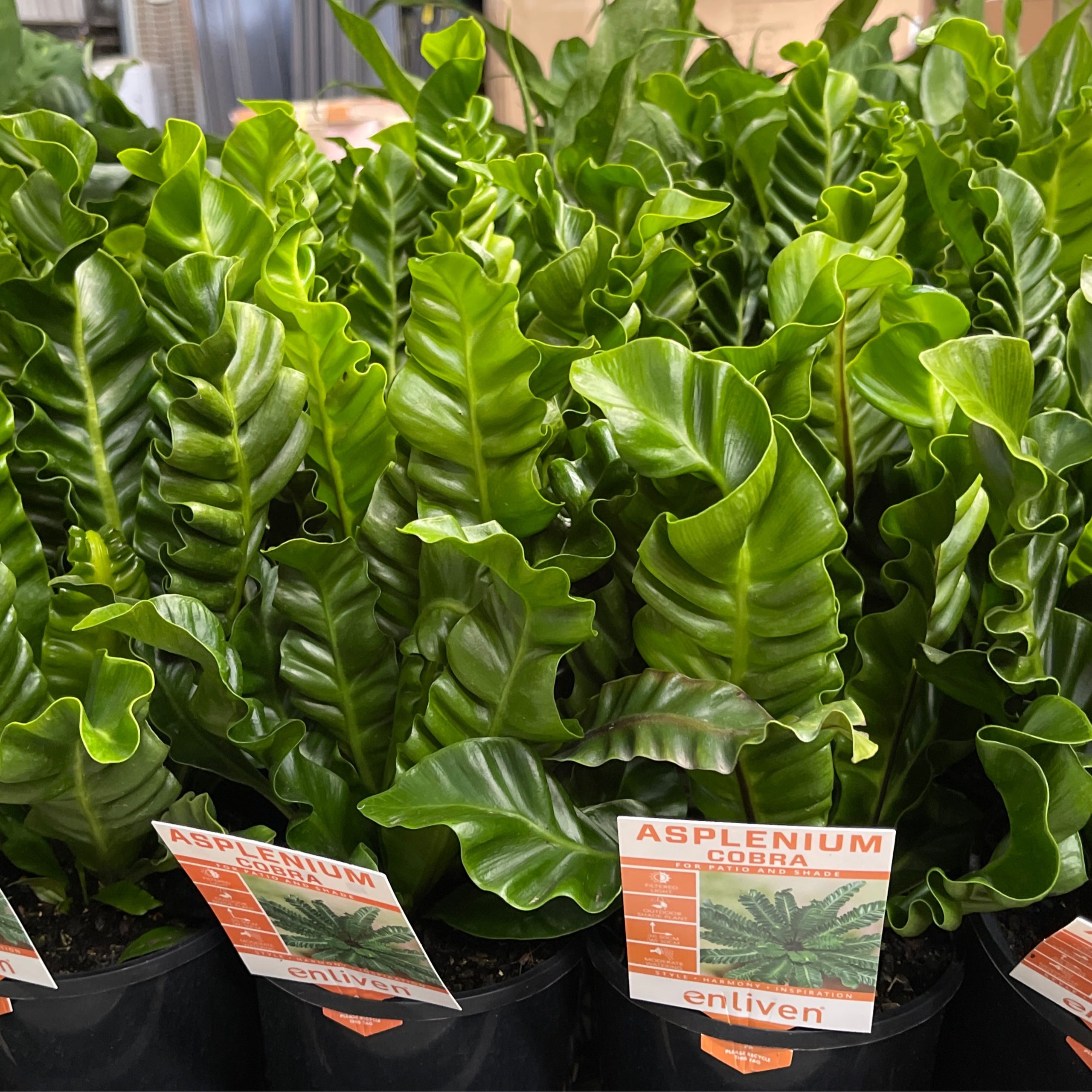 Fern Asplenium Nidus Cobra - 125mm | Exotic Botanic