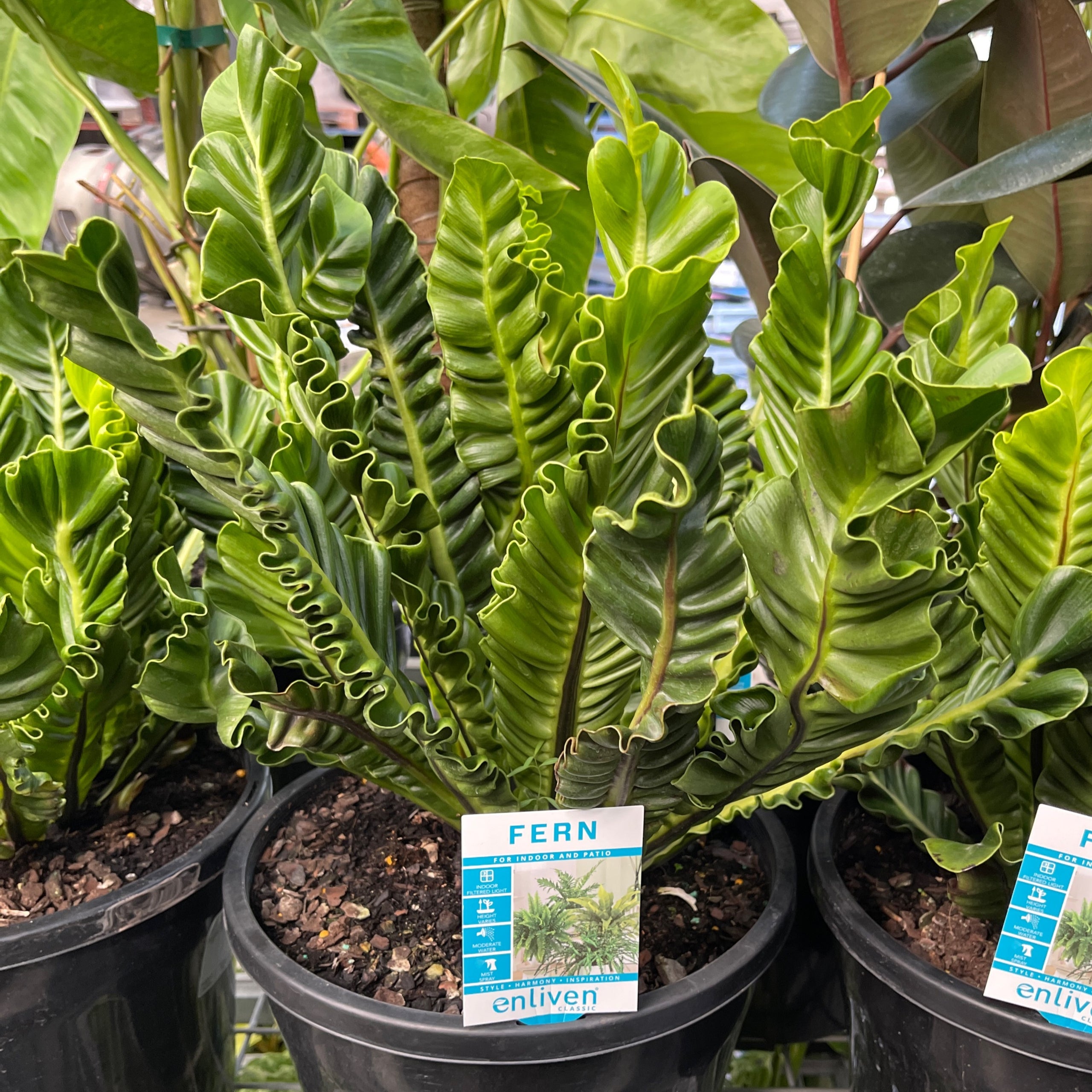 Fern Asplenium Nidus Cobra - 250mm | Exotic Botanic