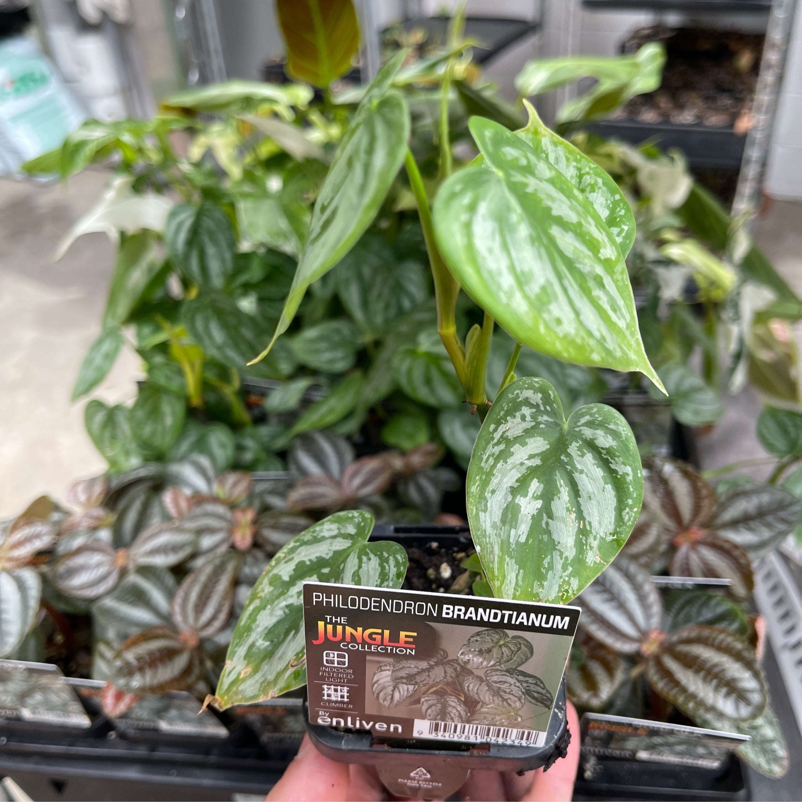 Philodendron Brandtianum - 70mm | Exotic Botanic