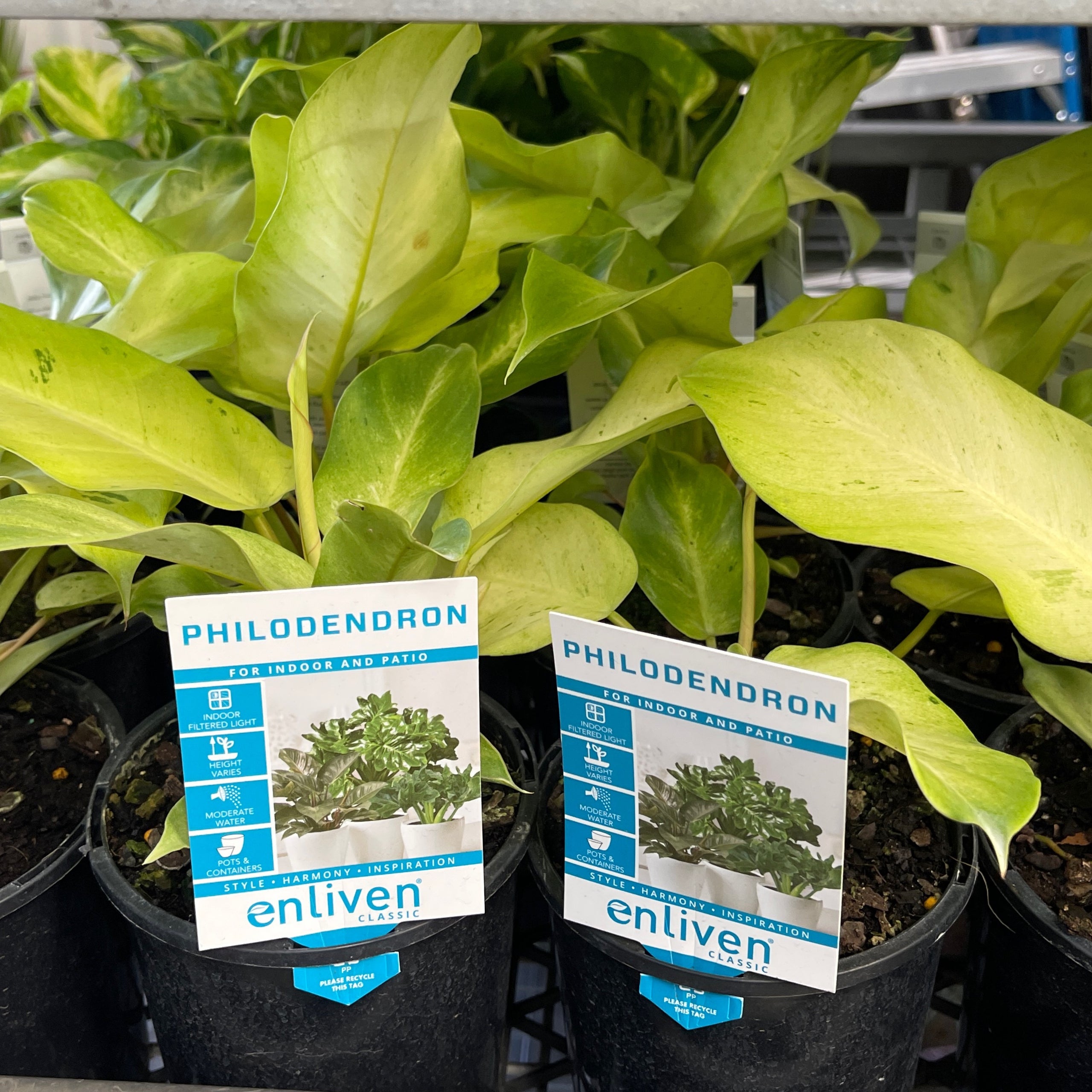 Philodendron Pinnatifidum Snowdrift - 125mm | Exotic Botanic