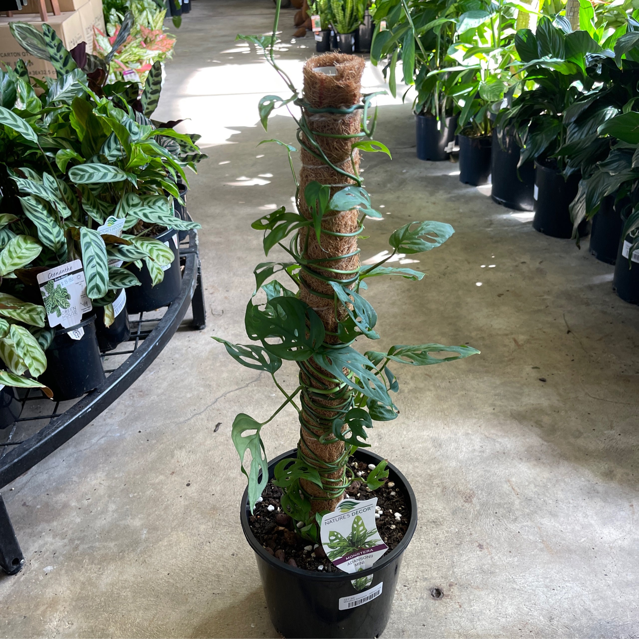 Monstera Adansonii - 200mm Totem | Exotic Botanic