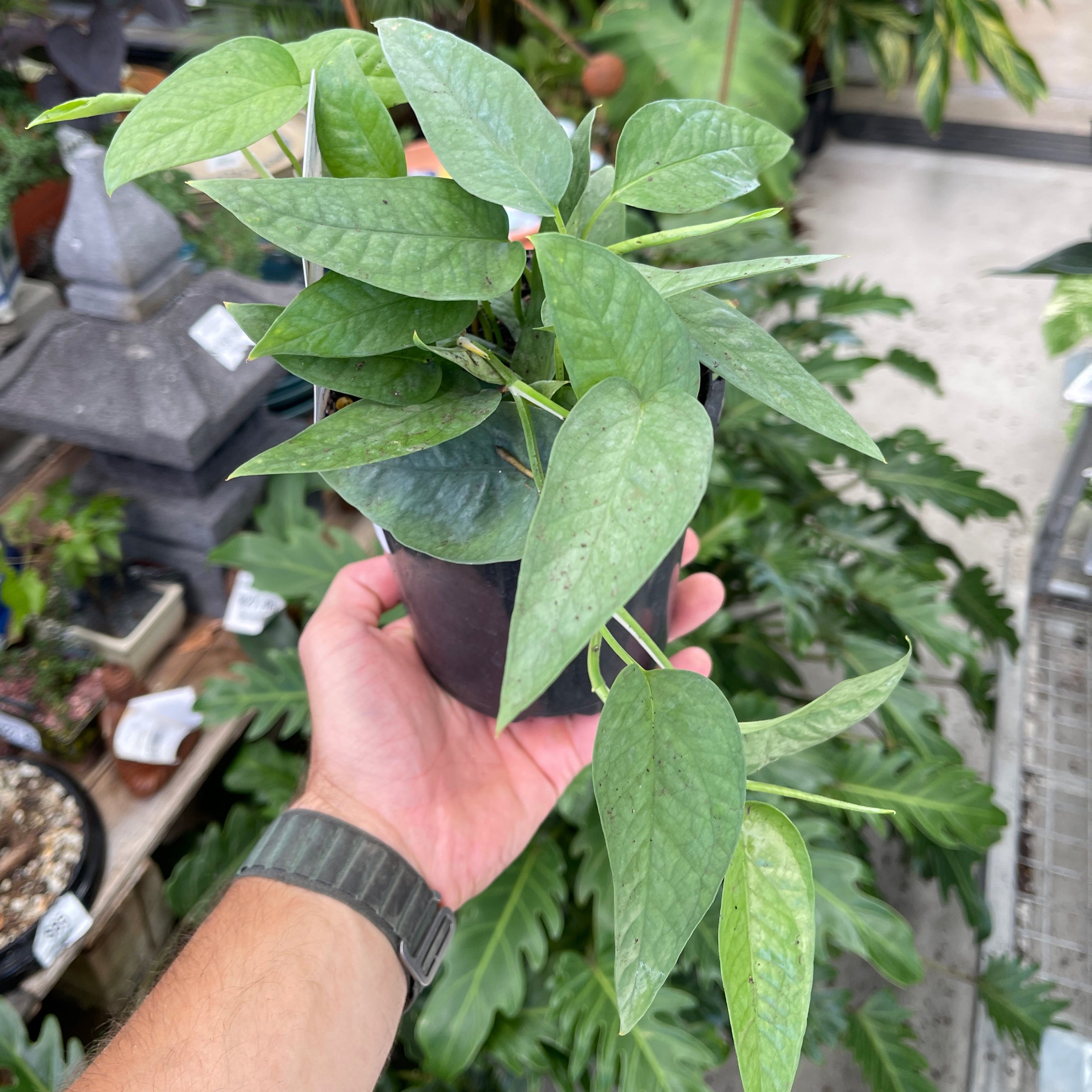 Epipremnum Pinnatum Cebu Blue - 125mm | Exotic Botanic