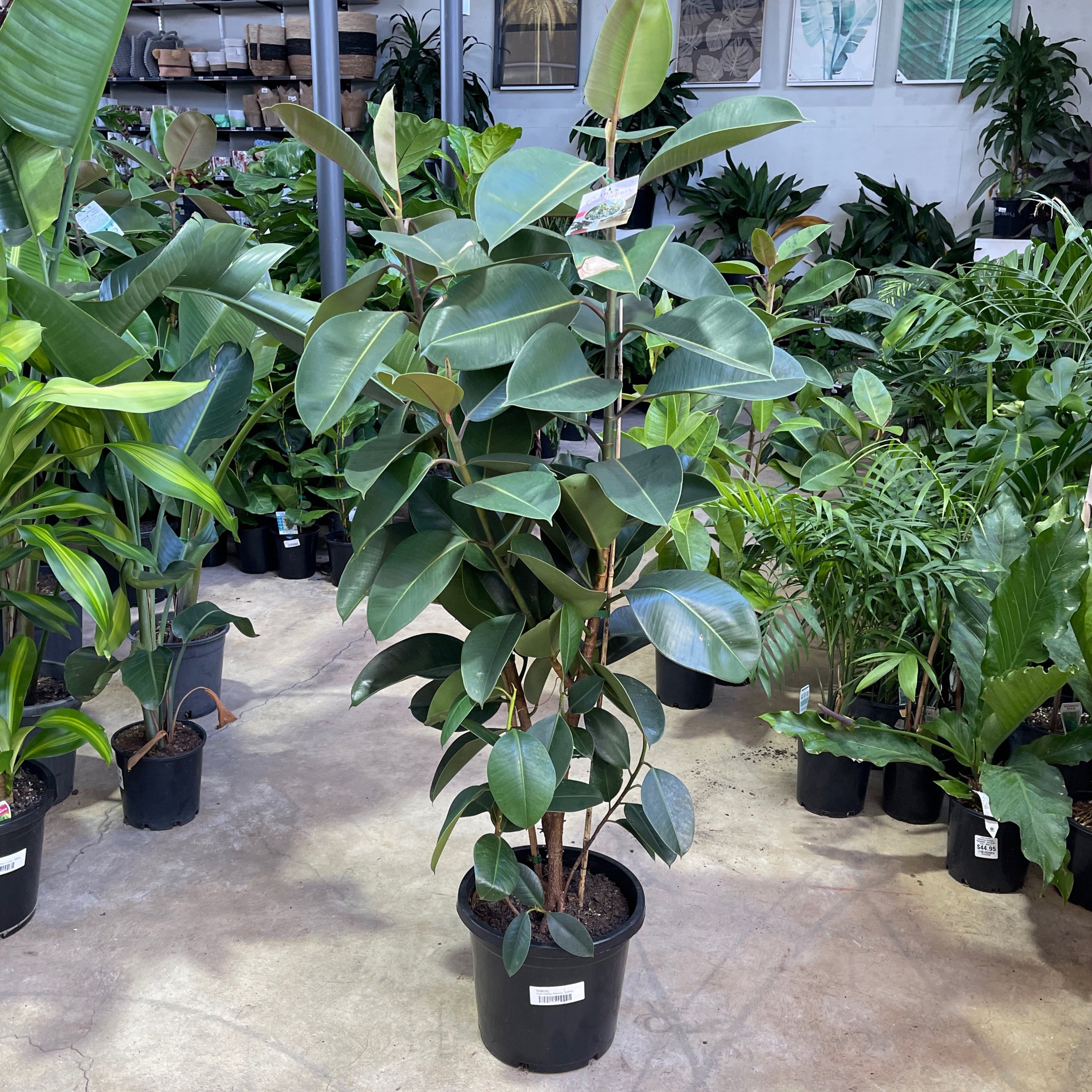 Ficus Elastica Robusta - 300mm | Exotic Botanic