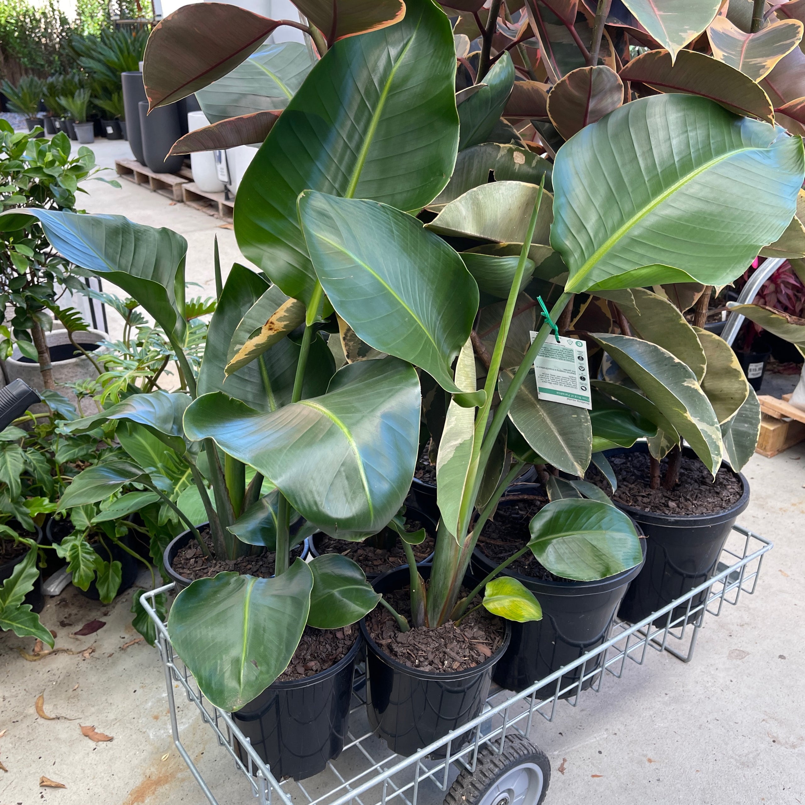 Strelitzia Nicolai Blten