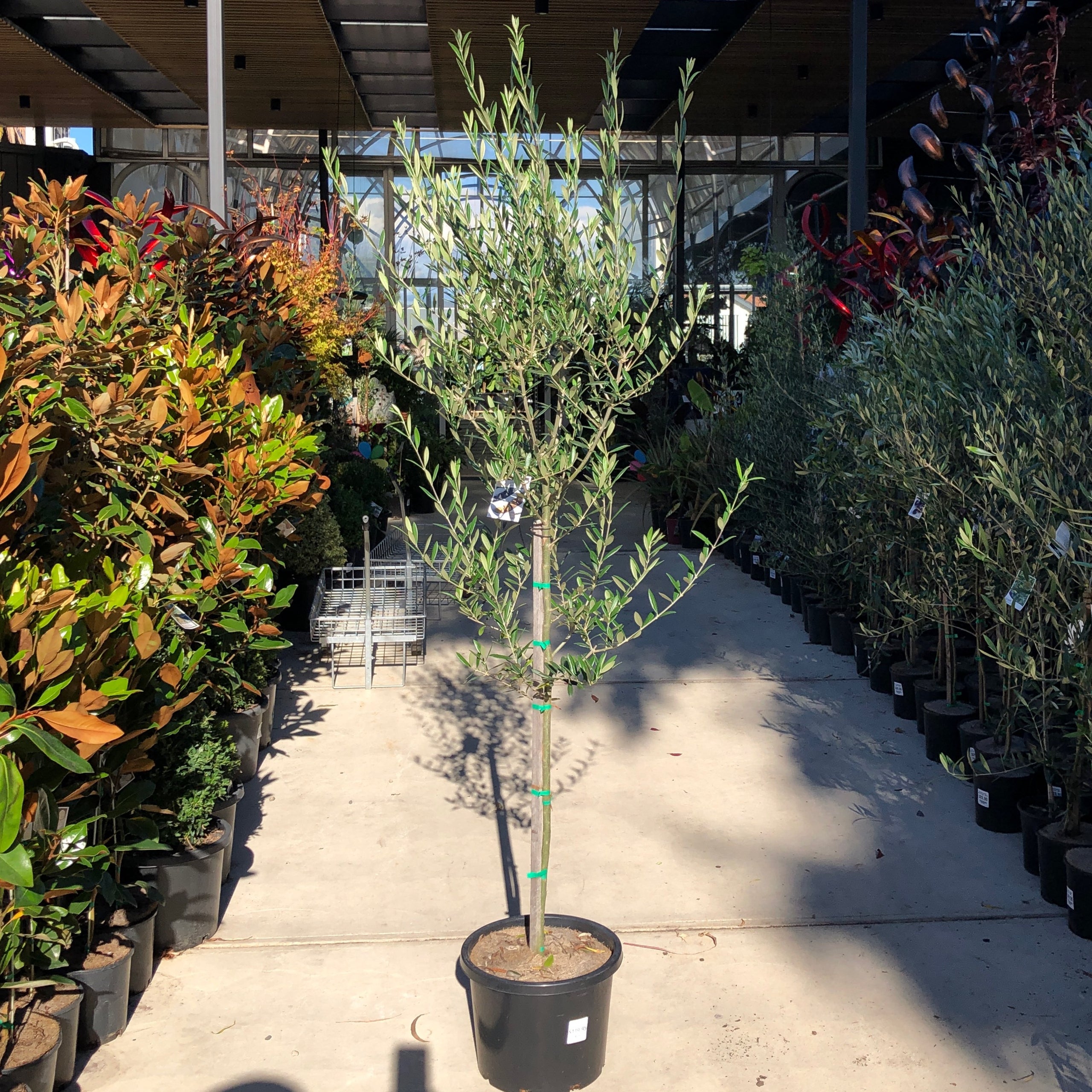 Olive - Olea Europaea Manzanillo - 330mm | Exotic Botanic
