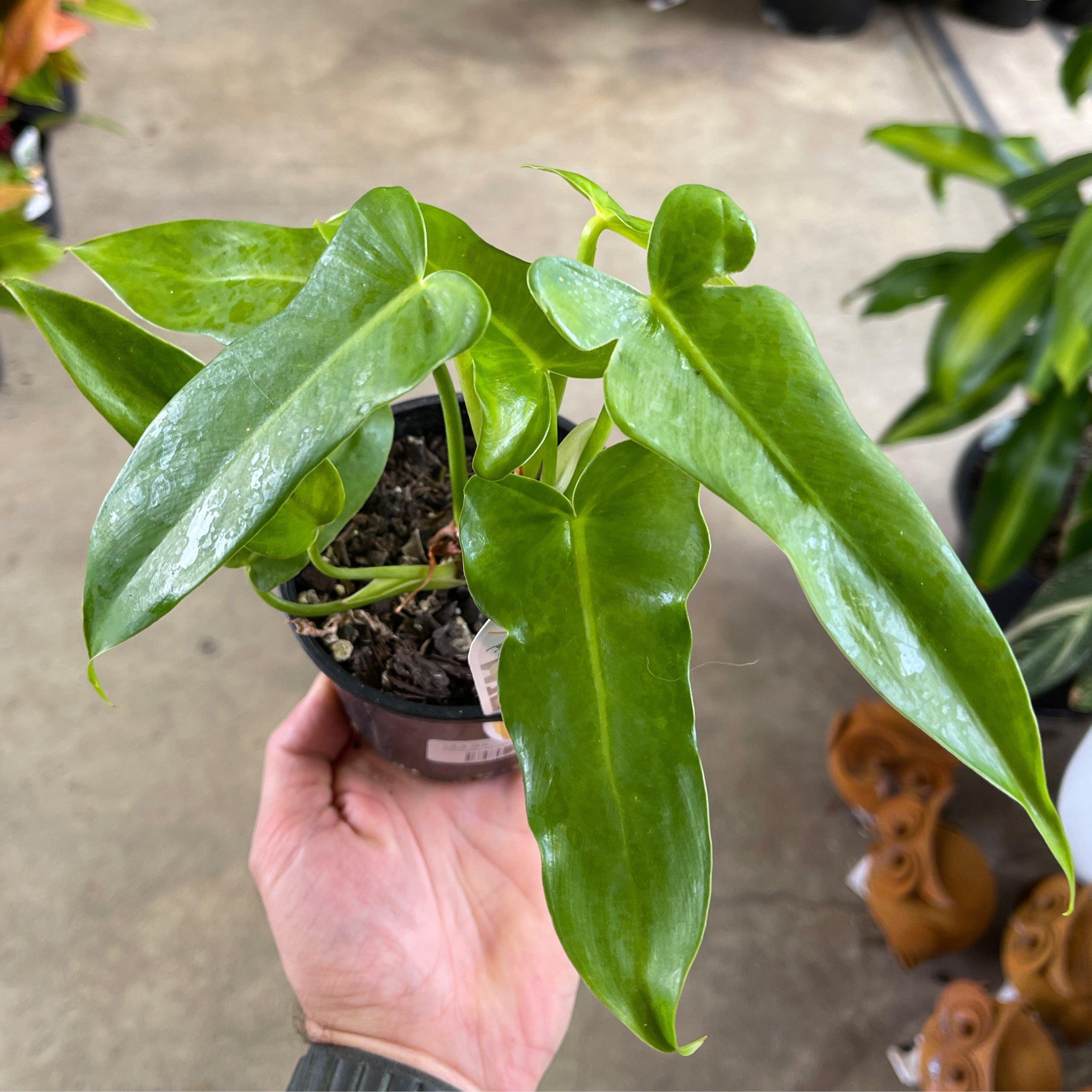 Philodendron Golden Dragon - 100mm | Exotic Botanic
