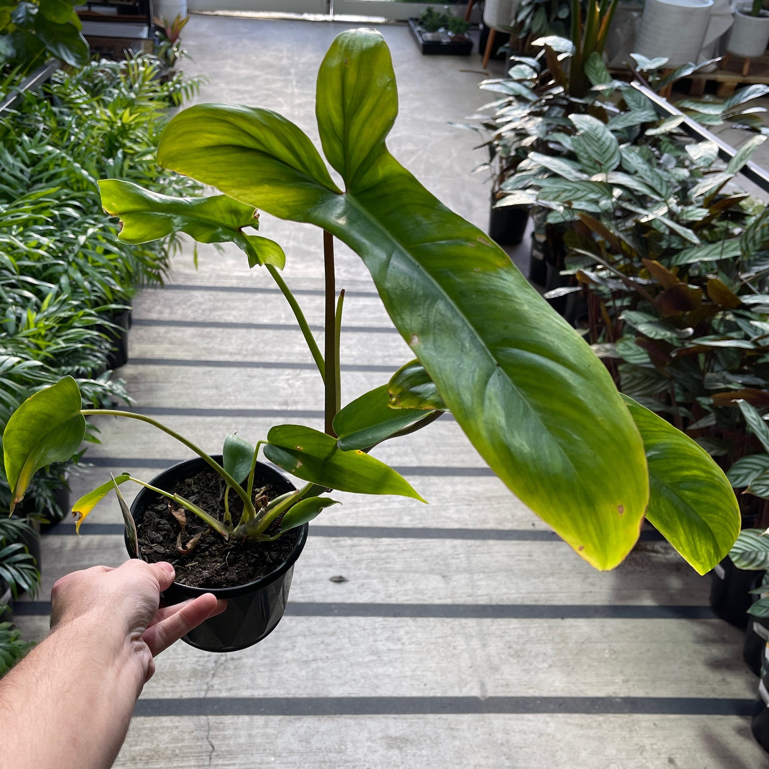 Philodendron Big Ears - 100mm | Exotic Botanic