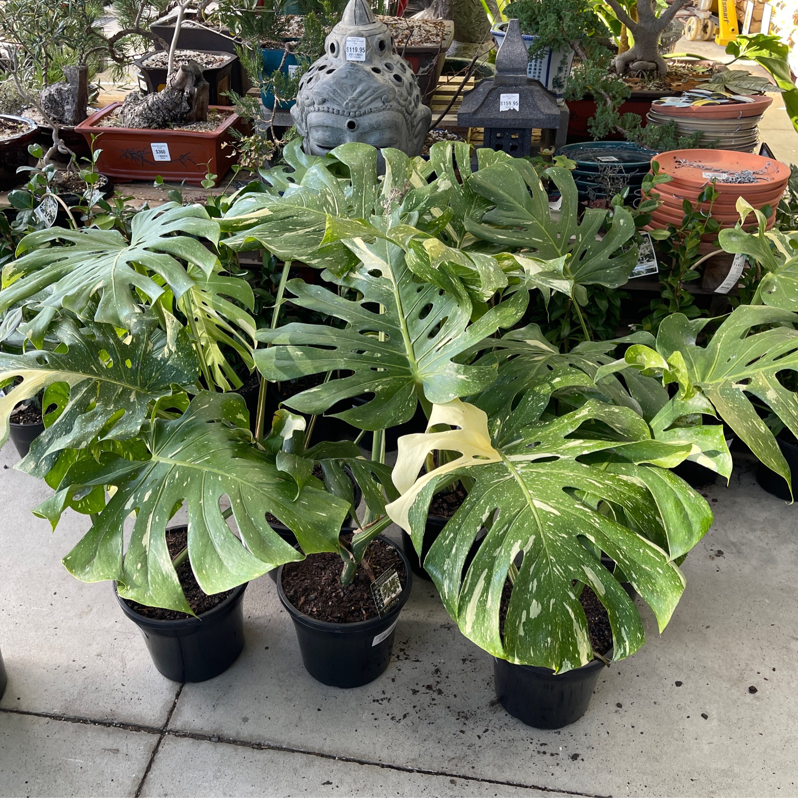 Shop All Plants, Pots & Accessories | Exotic Botanic