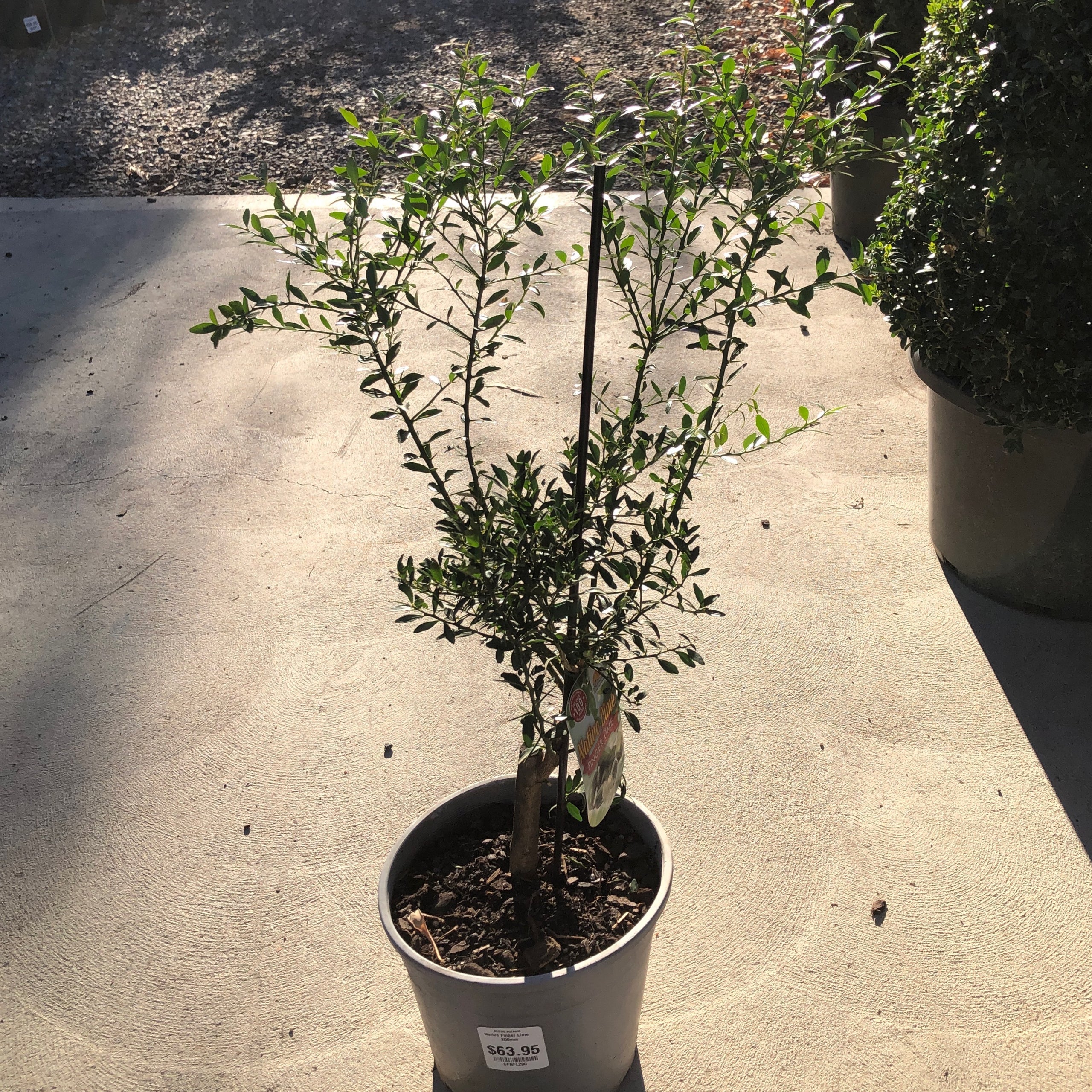 Native Finger Lime - 200mm | Exotic Botanic