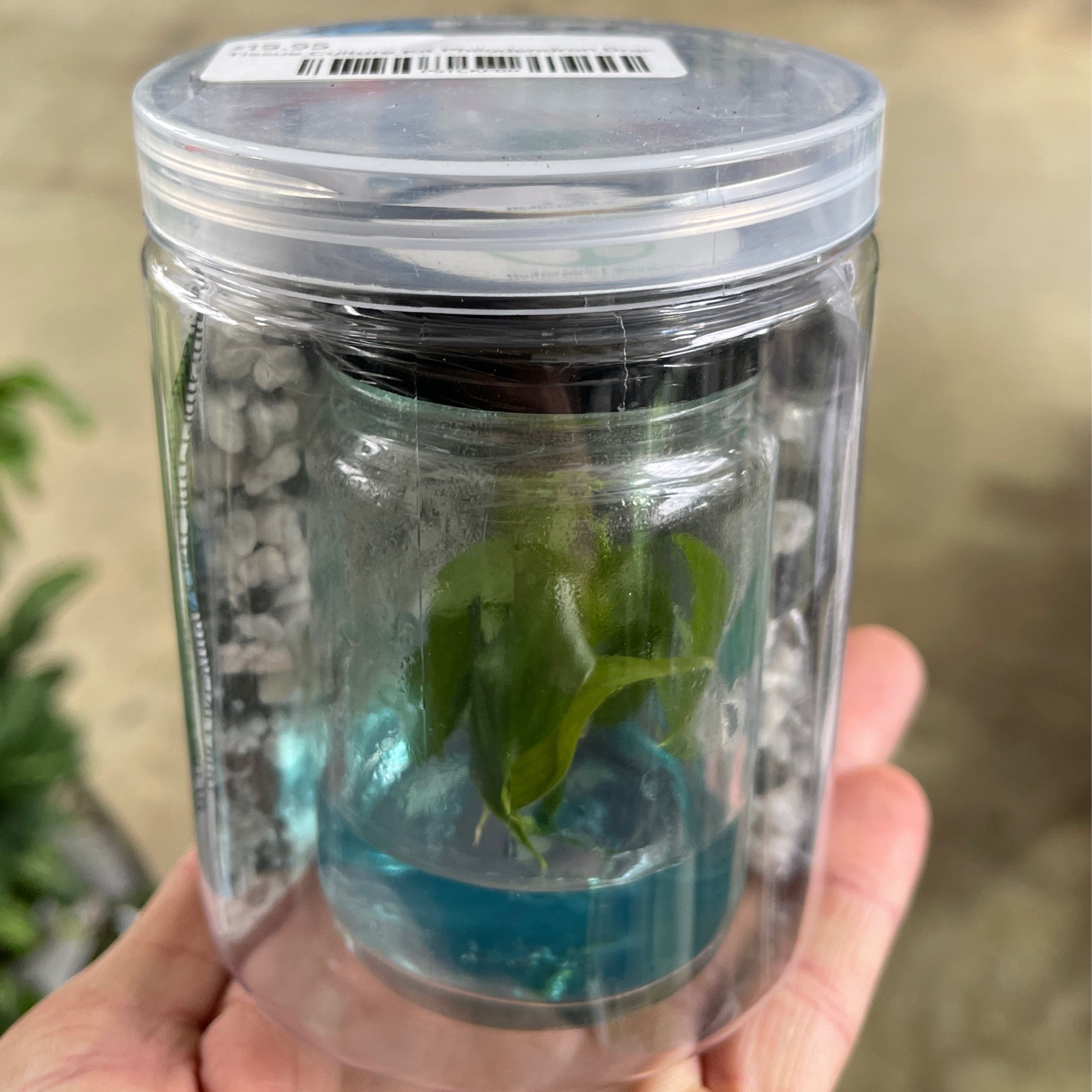 Tissue Culture Kit Philodendron Brandtianum | Exotic Botanic