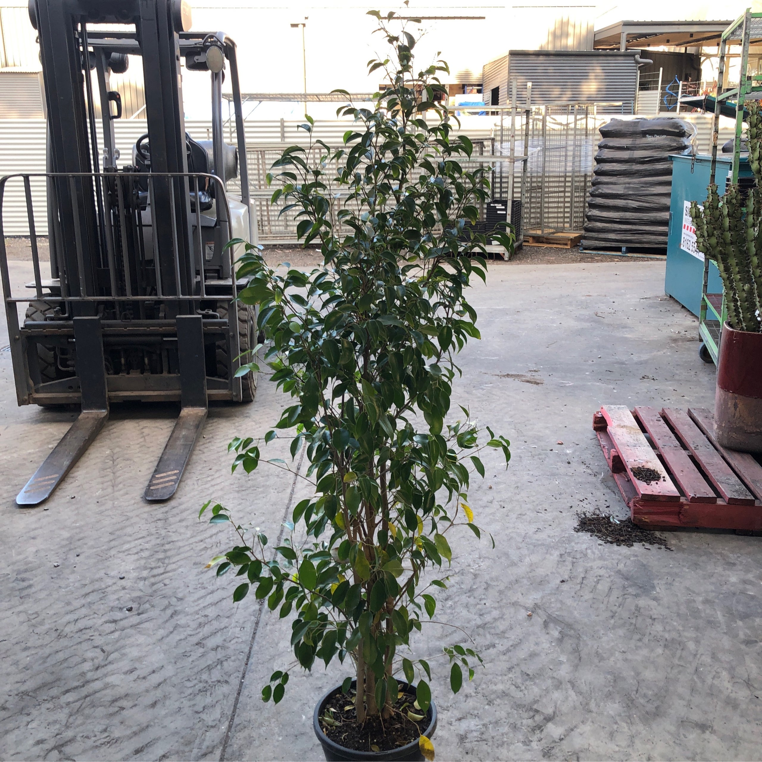 Ficus Evergreen - 250mm | Exotic Botanic