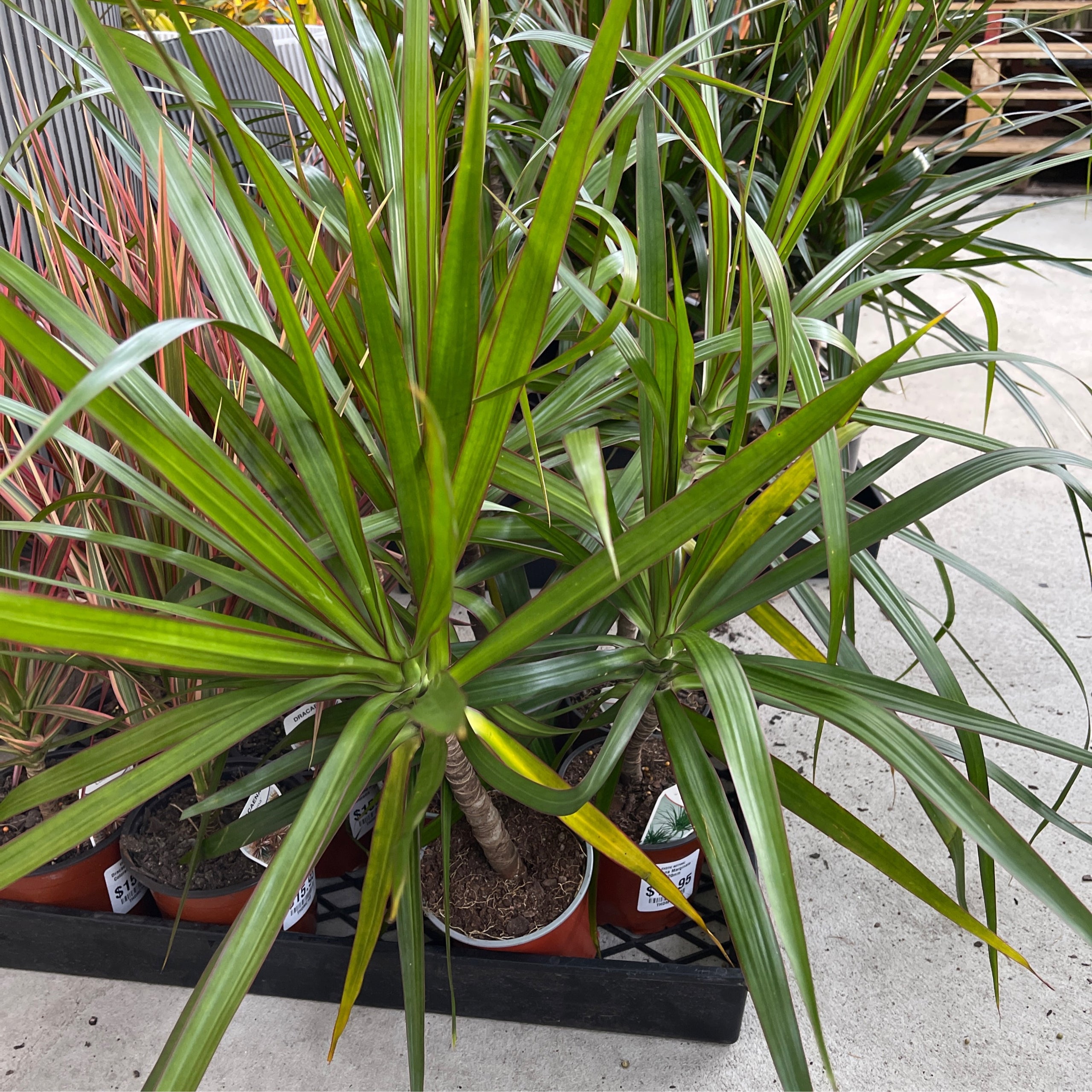 Dracaena Marginata - 120mm | Exotic Botanic