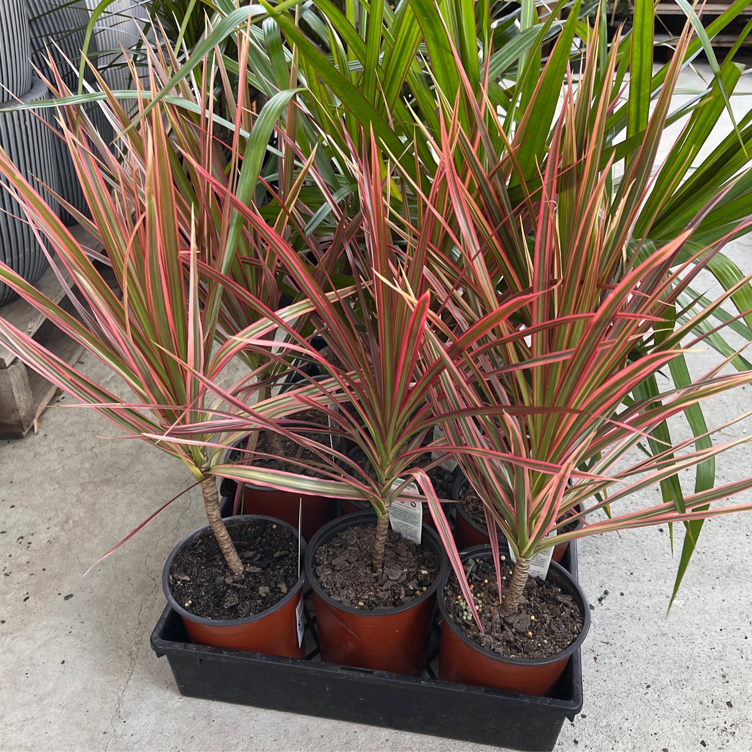 Dracaena Marginata Colorama - 120mm | Exotic Botanic