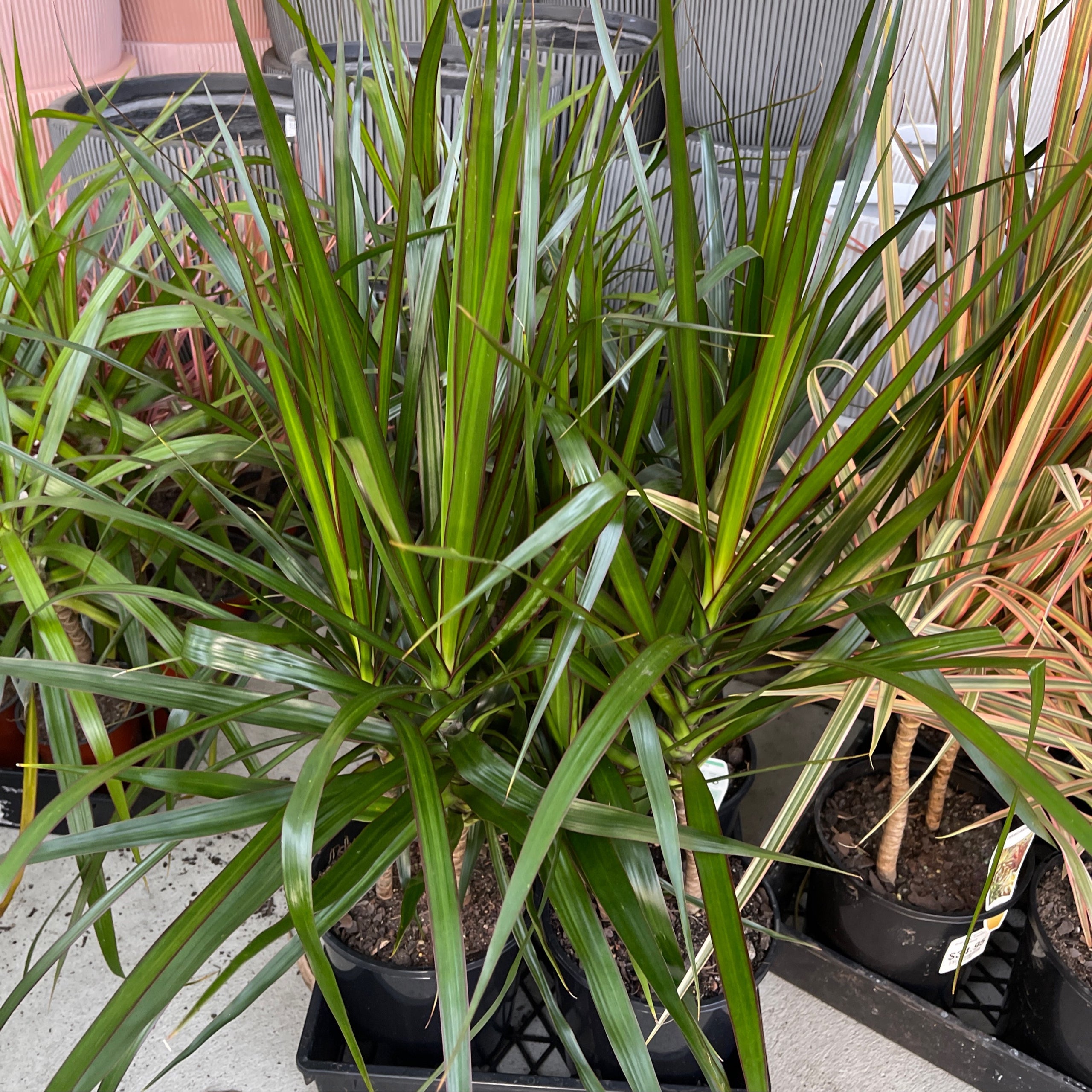Dracaena Marginata - 180mm | Exotic Botanic