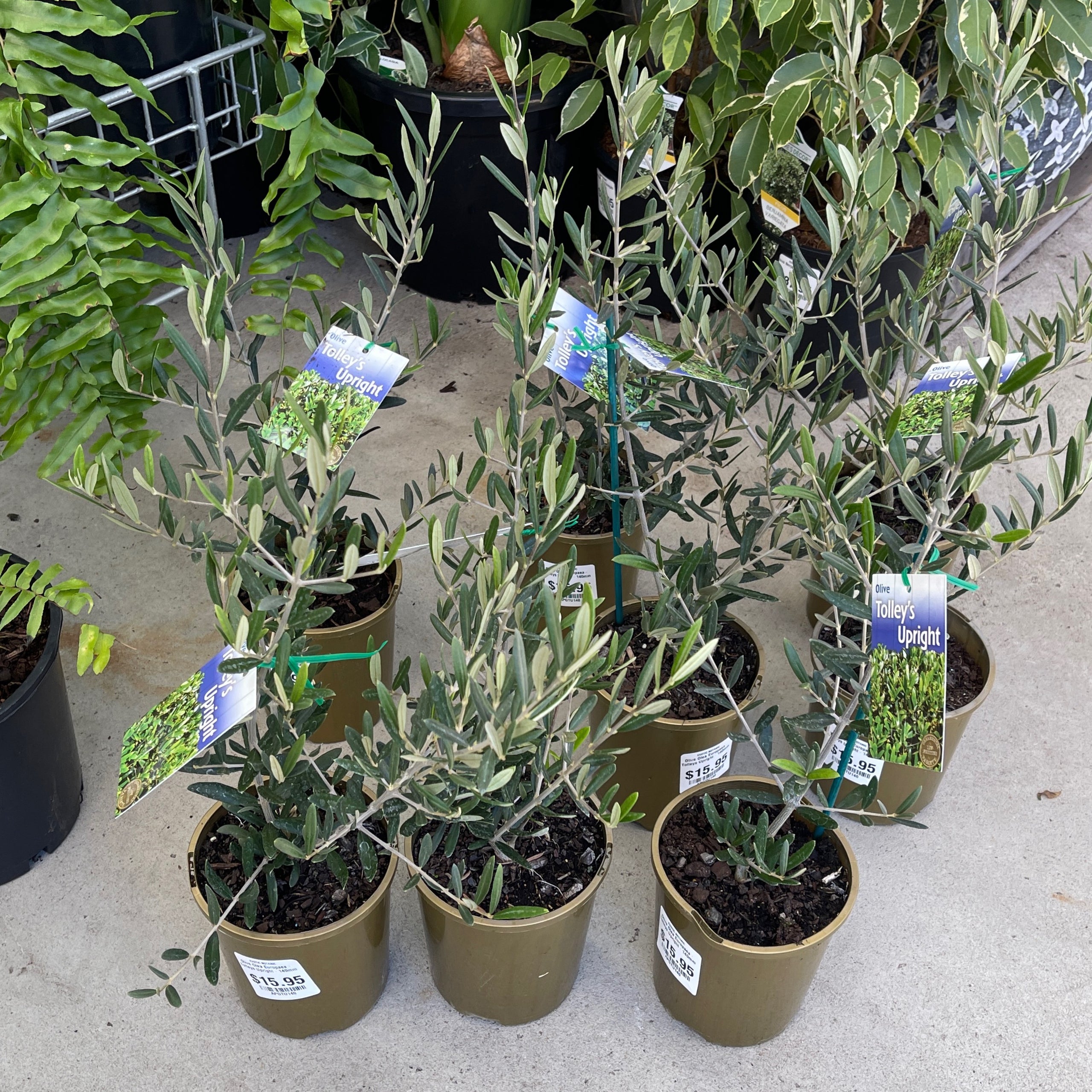 Olive Olea Europaea - Tolleys Upright - 140mm | Exotic Botanic