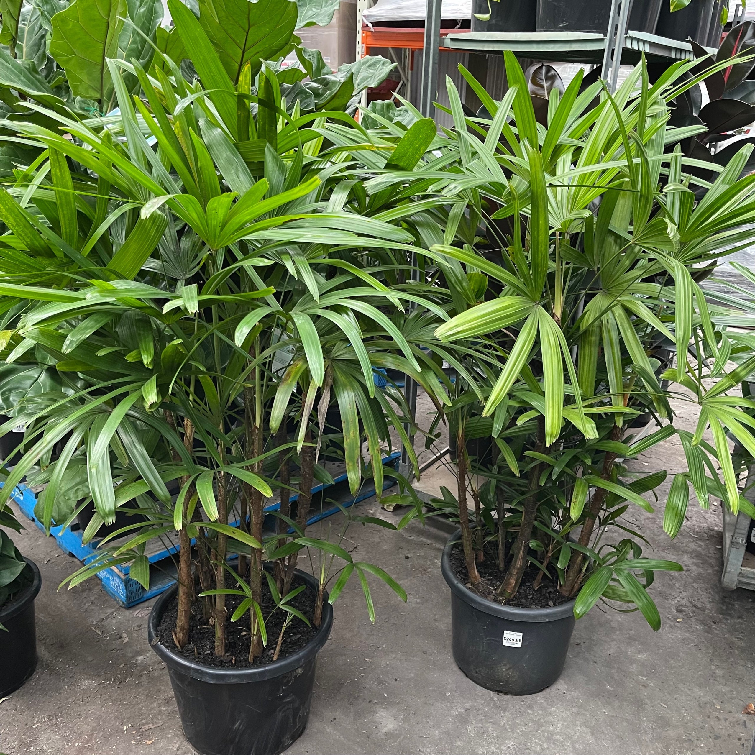 Rhapis Excelsa - 400mm | Exotic Botanic