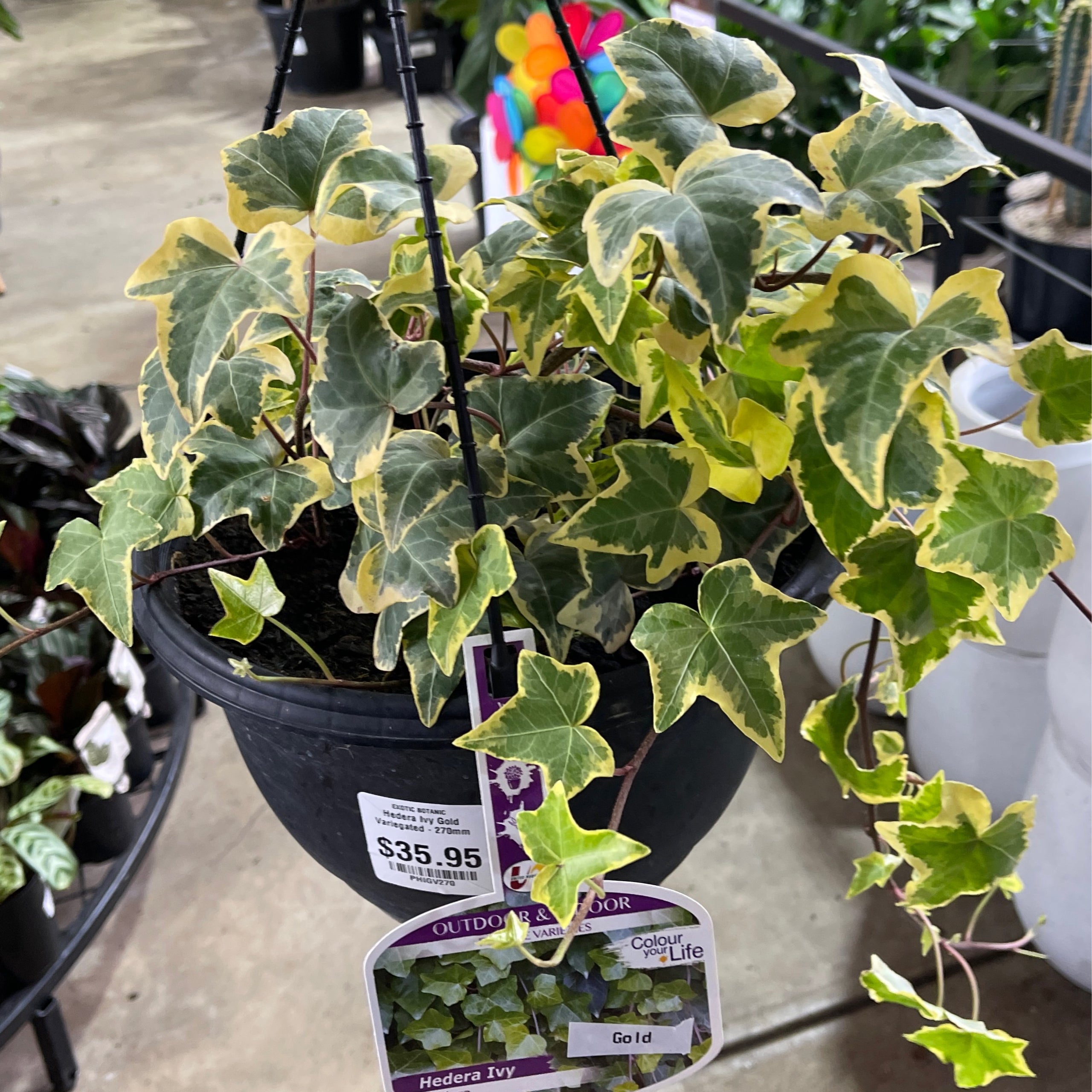 Hedera Ivy Gold Variegated - 270mm | Exotic Botanic