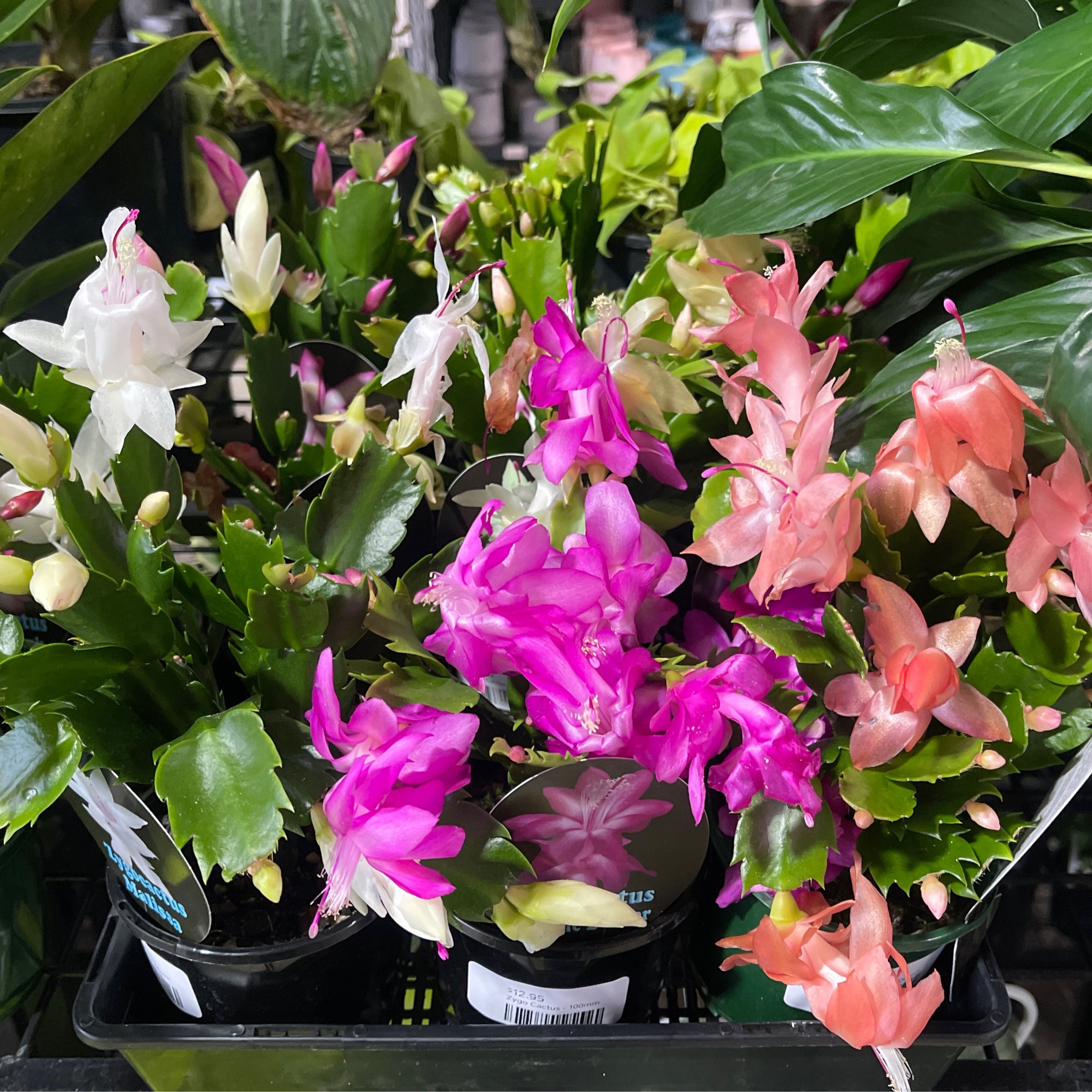 Zygo Cactus - 100mm | Exotic Botanic