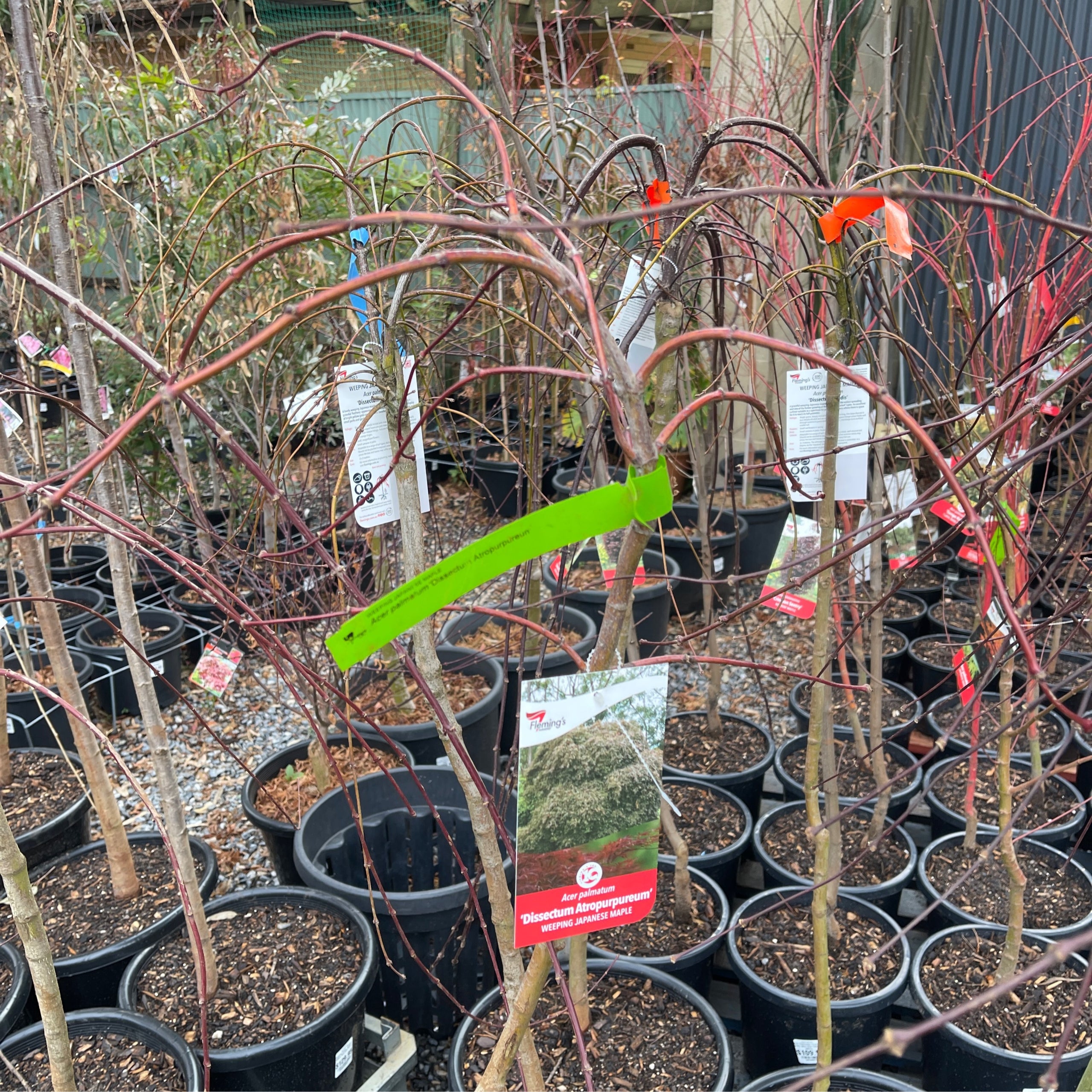 Acer Palmatum Dissectum Atropurpureum - Short Standard - (Bare Root ...