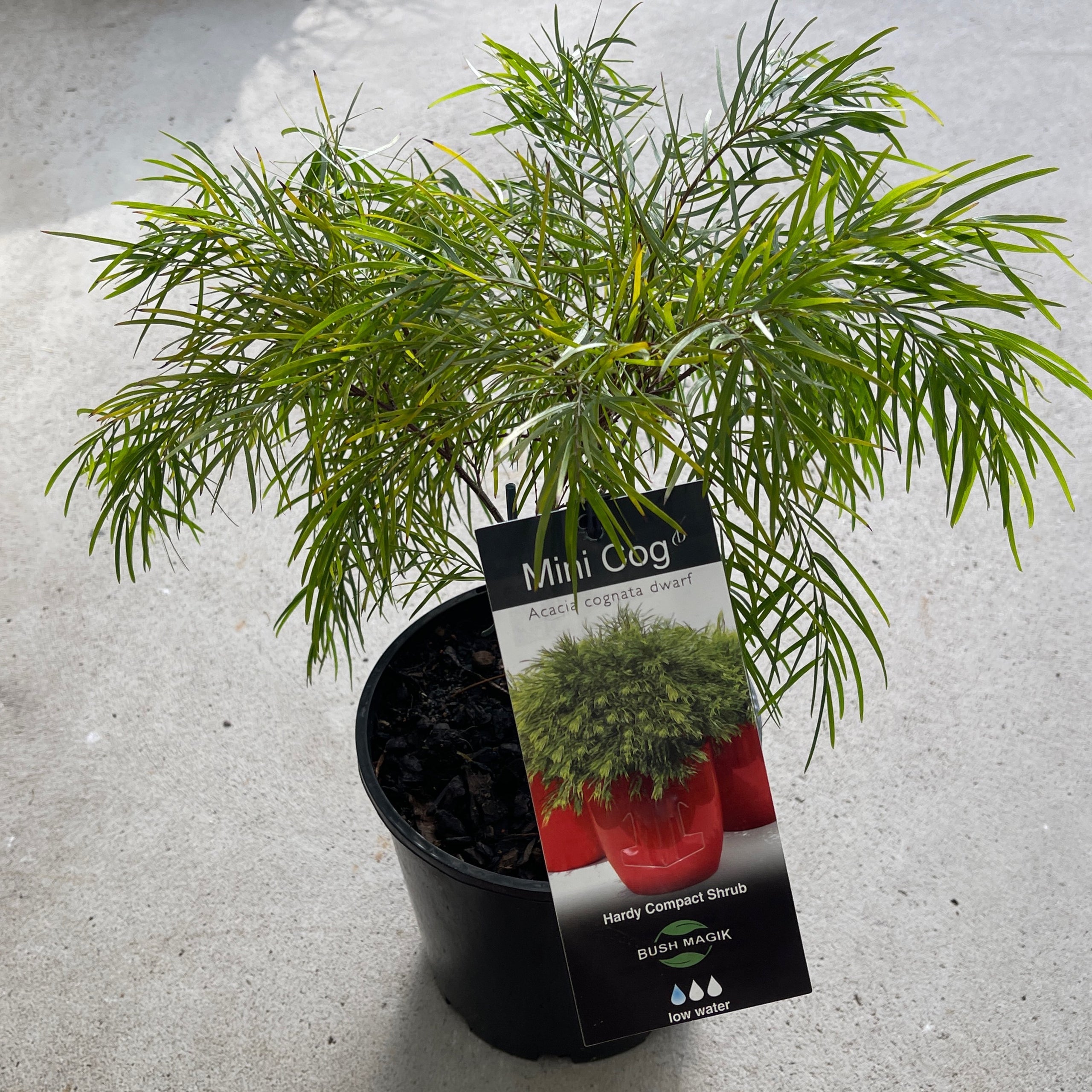 Acacia Cognata - Mini Cog - 180mm | Exotic Botanic