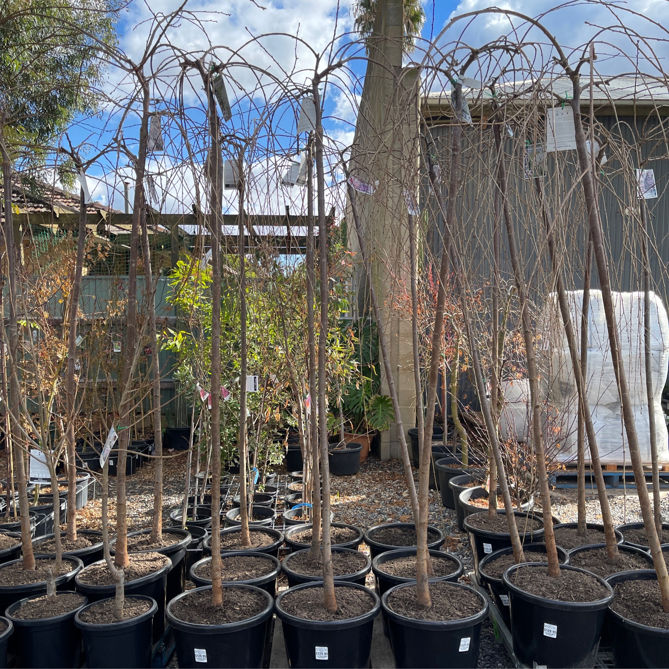 Weeping Cherry - Rosea - 400mm Bare Root Potted | Exotic Botanic