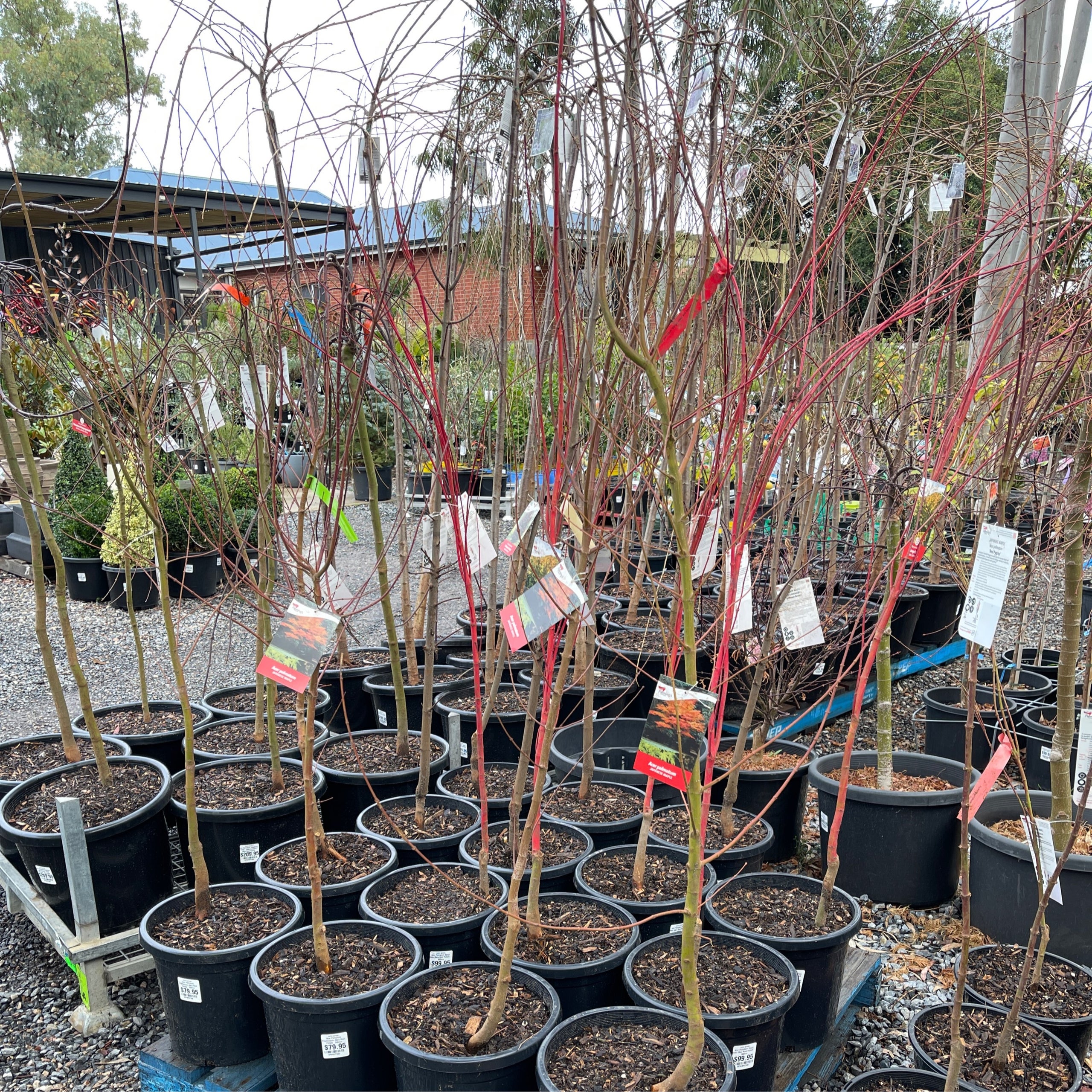 Acer Palmatum Polymorpum (Bare Root Potted) - 300mm | Exotic Botanic