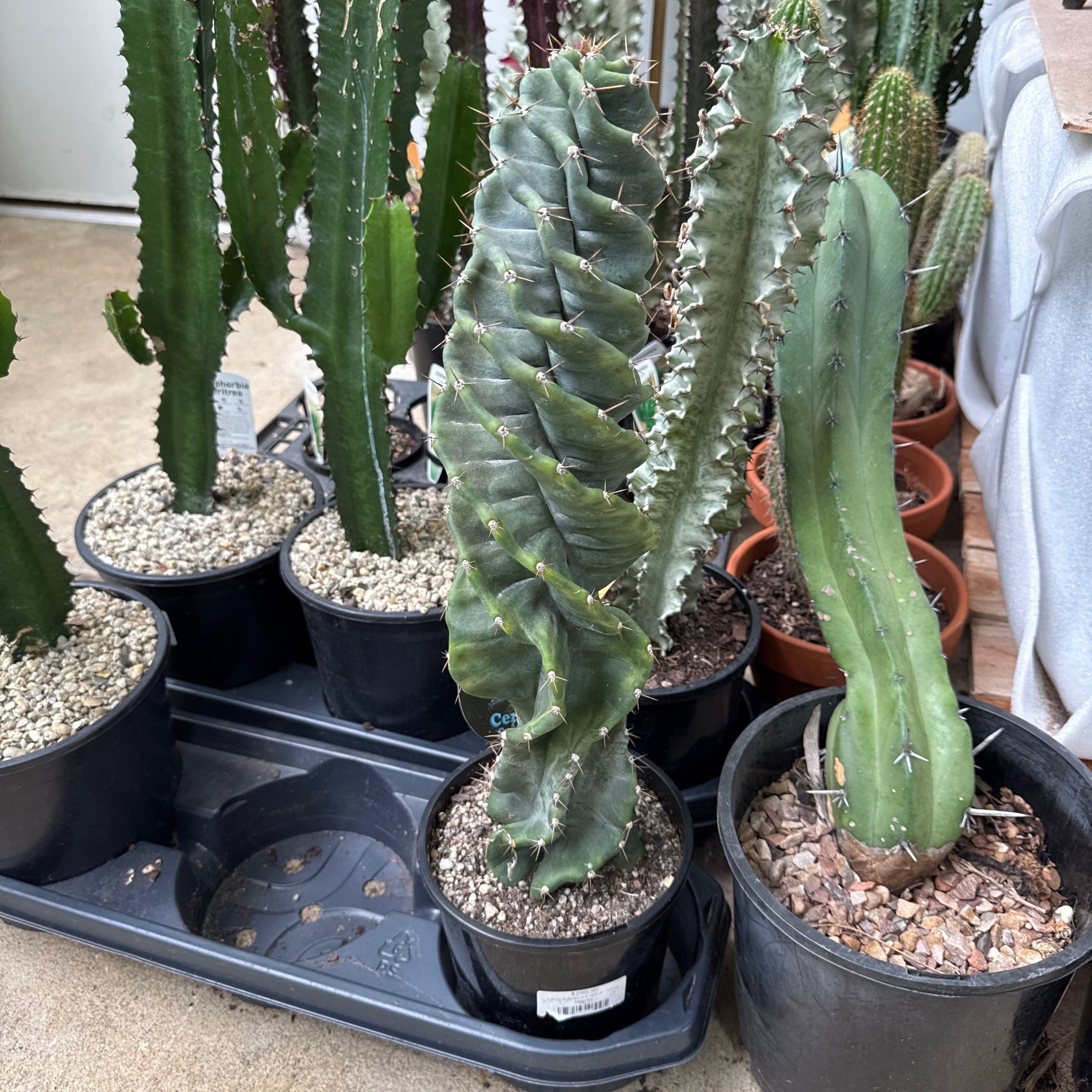 Cacti Advanced Spiral - 18cm | Exotic Botanic