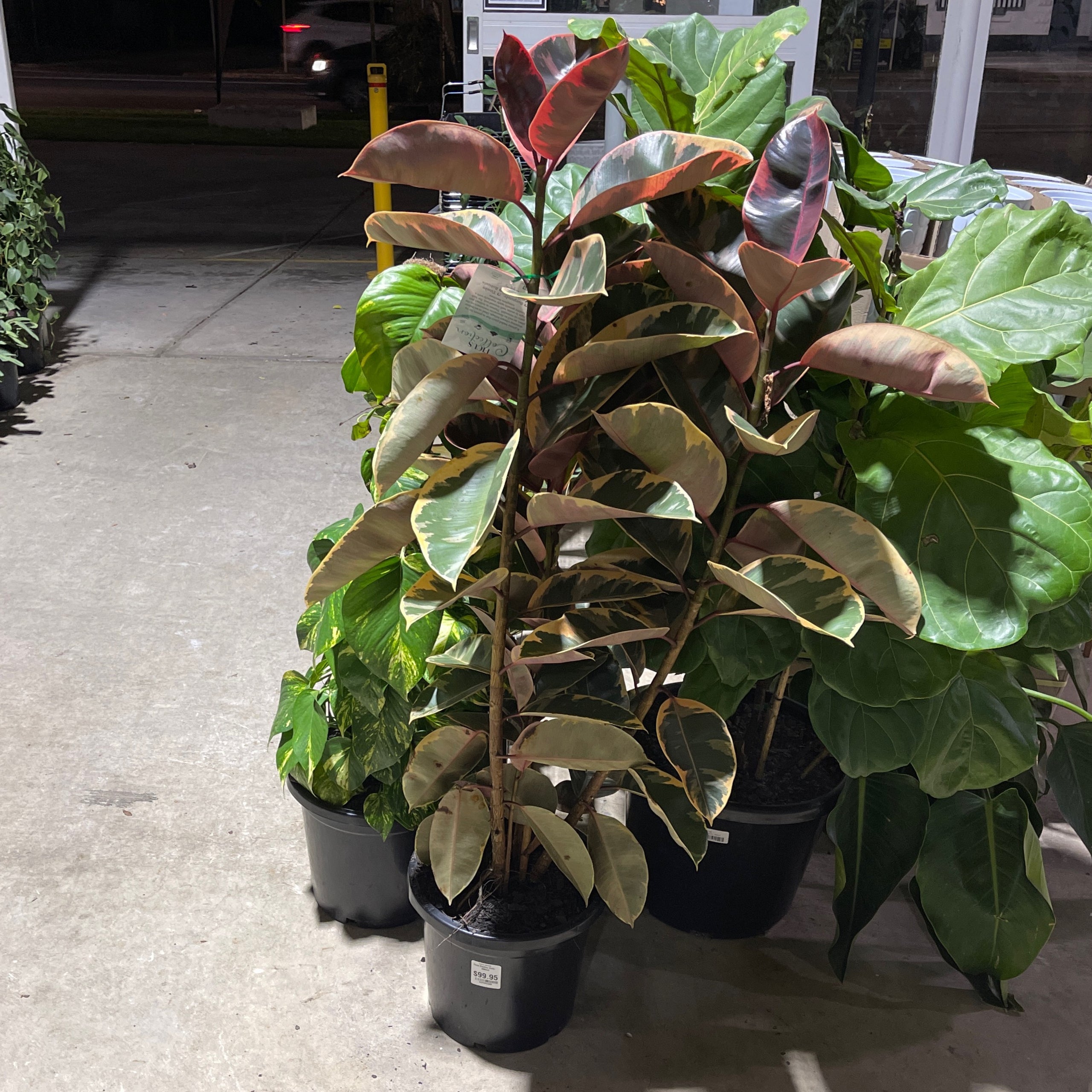 Ficus Elastica Ruby - 300mm | Exotic Botanic