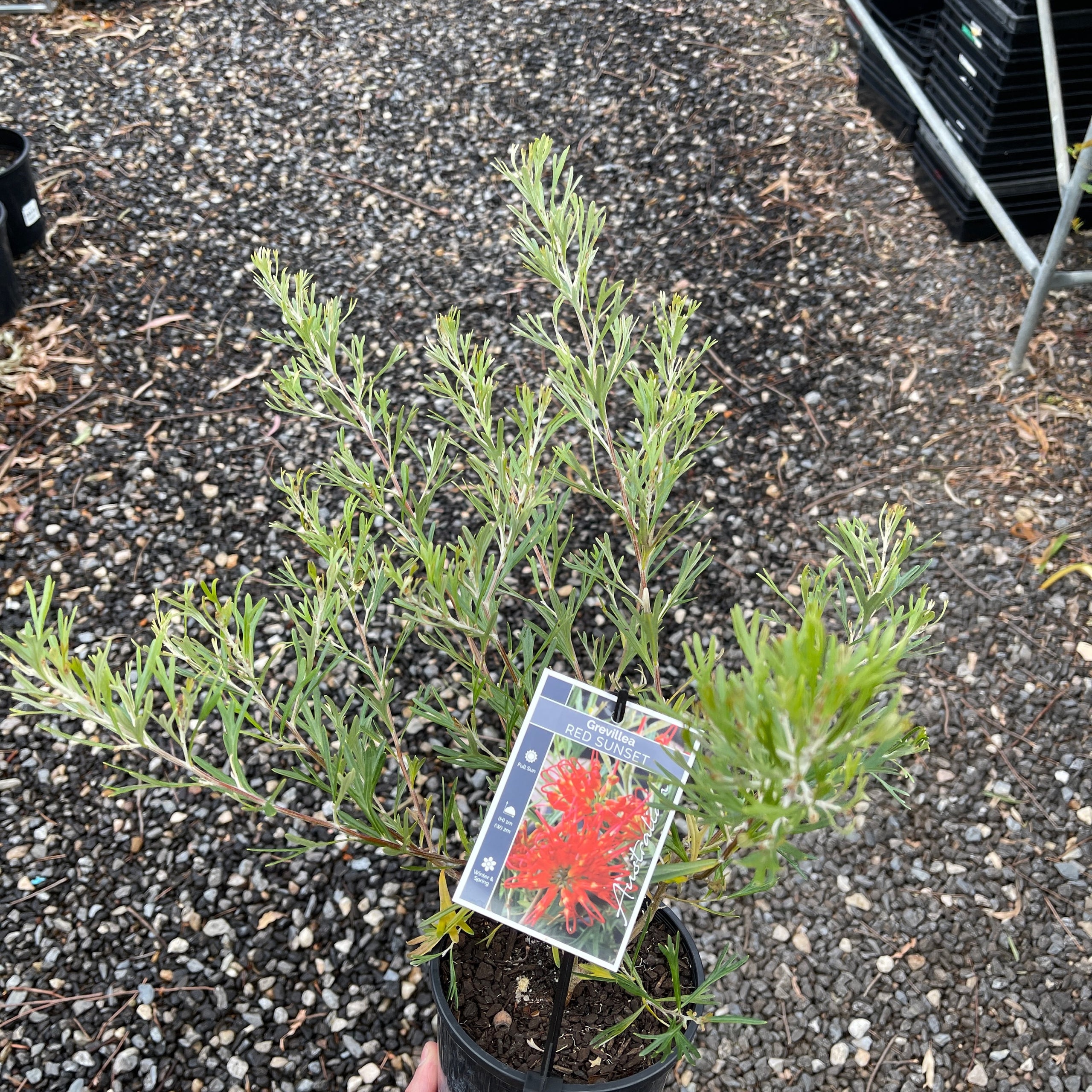 Grevillea Red Sunset - 140mm | Exotic Botanic