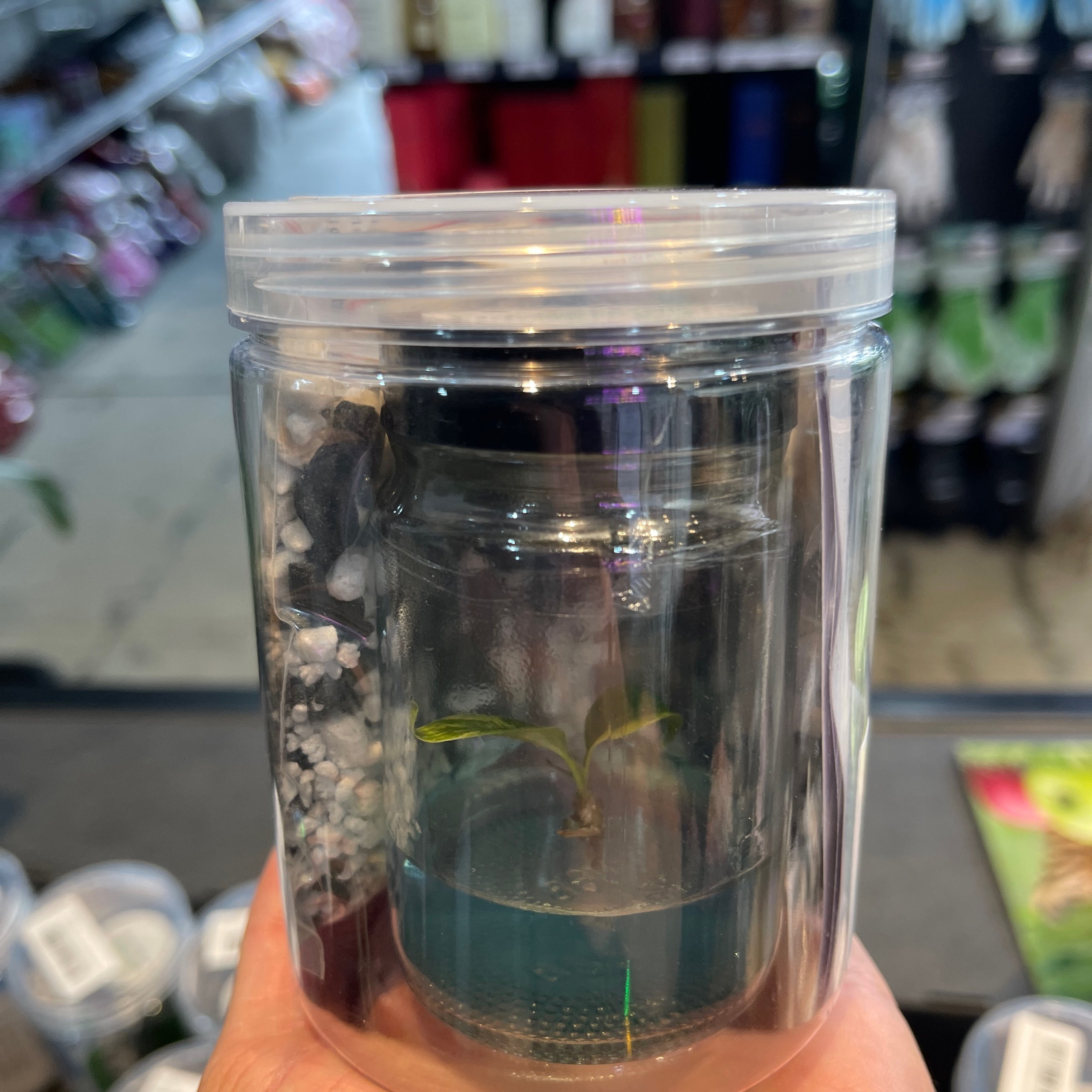 Tissue Culture Kit Philodendron Florida Beauty | Exotic Botanic