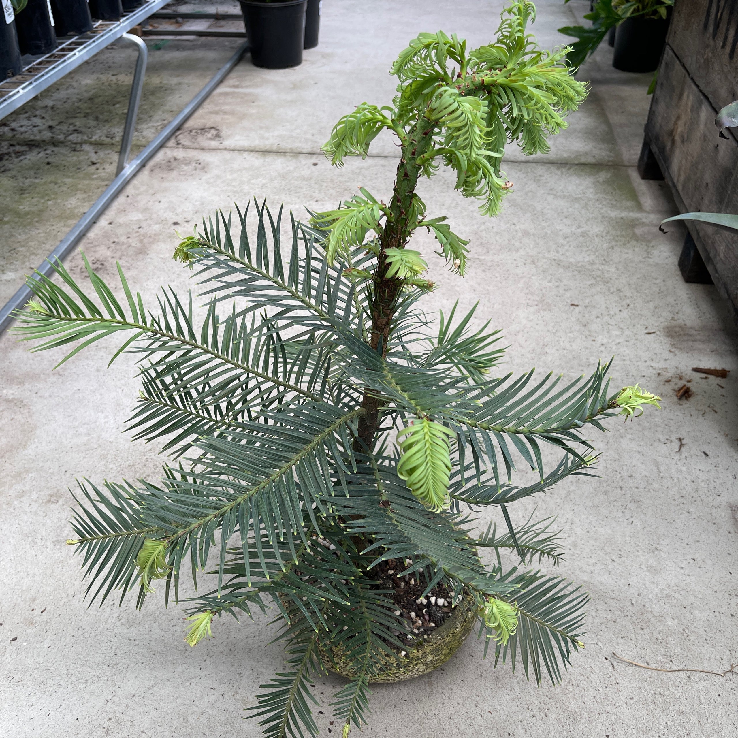 Wollemi Pine - Medium Bonsai | Exotic Botanic