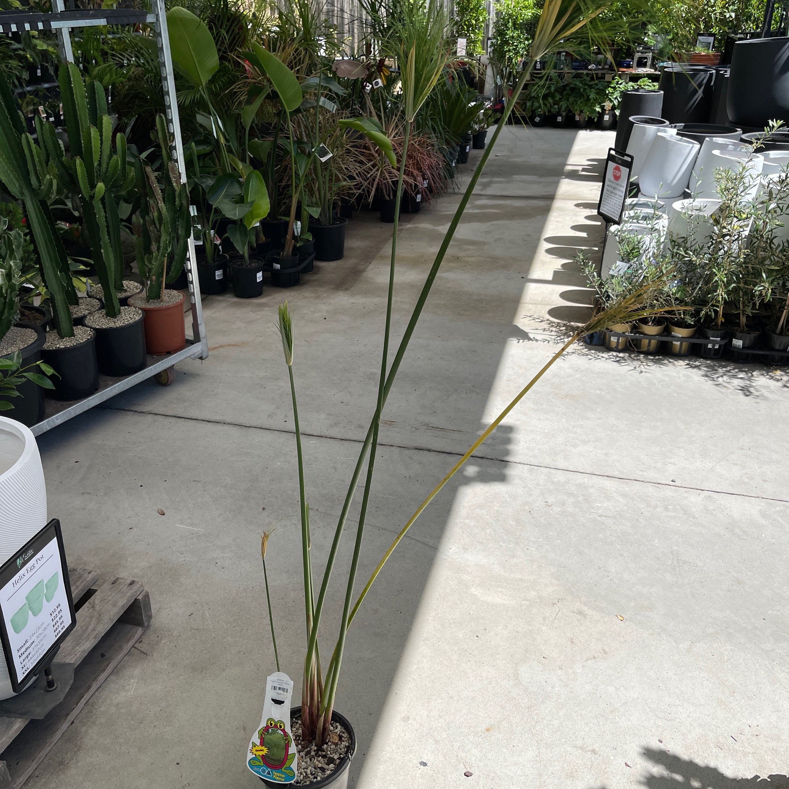 Cyperus Papyrus - 200mm | Exotic Botanic