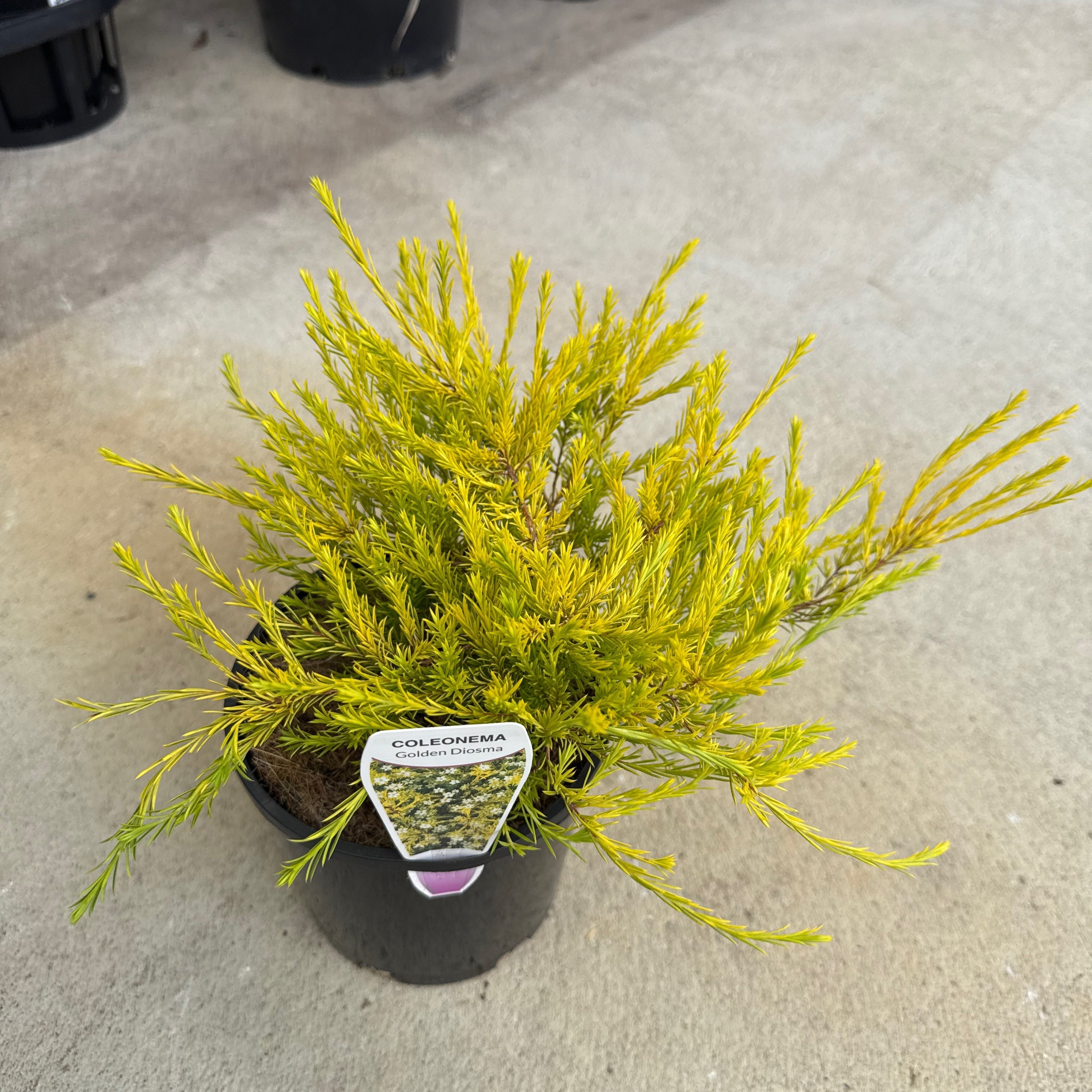 Coleonema Pulchellum Aurea - Golden Diosma - 140mm | Exotic Botanic