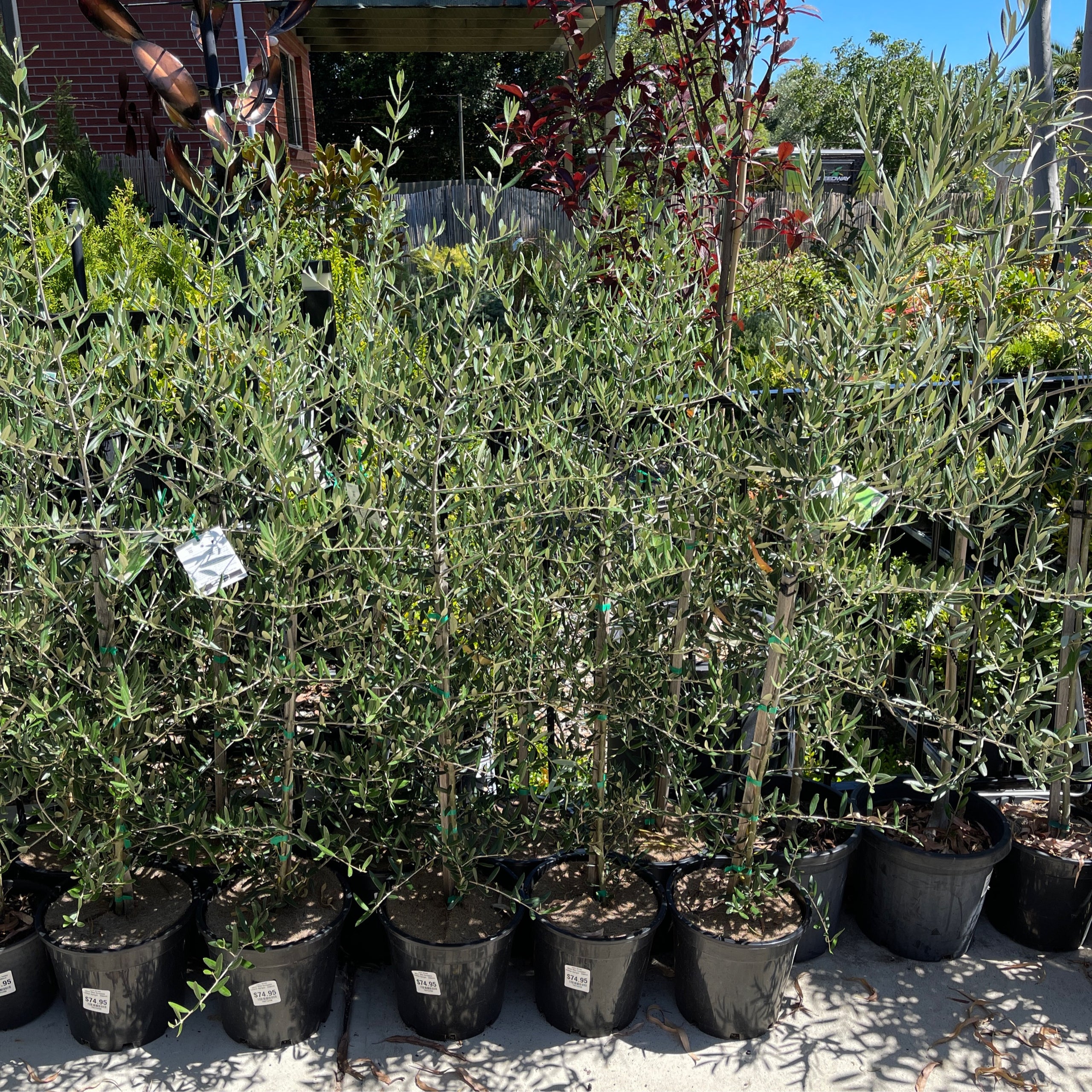 Olive Olea Europaea - Tolleys Upright - 250mm | Exotic Botanic