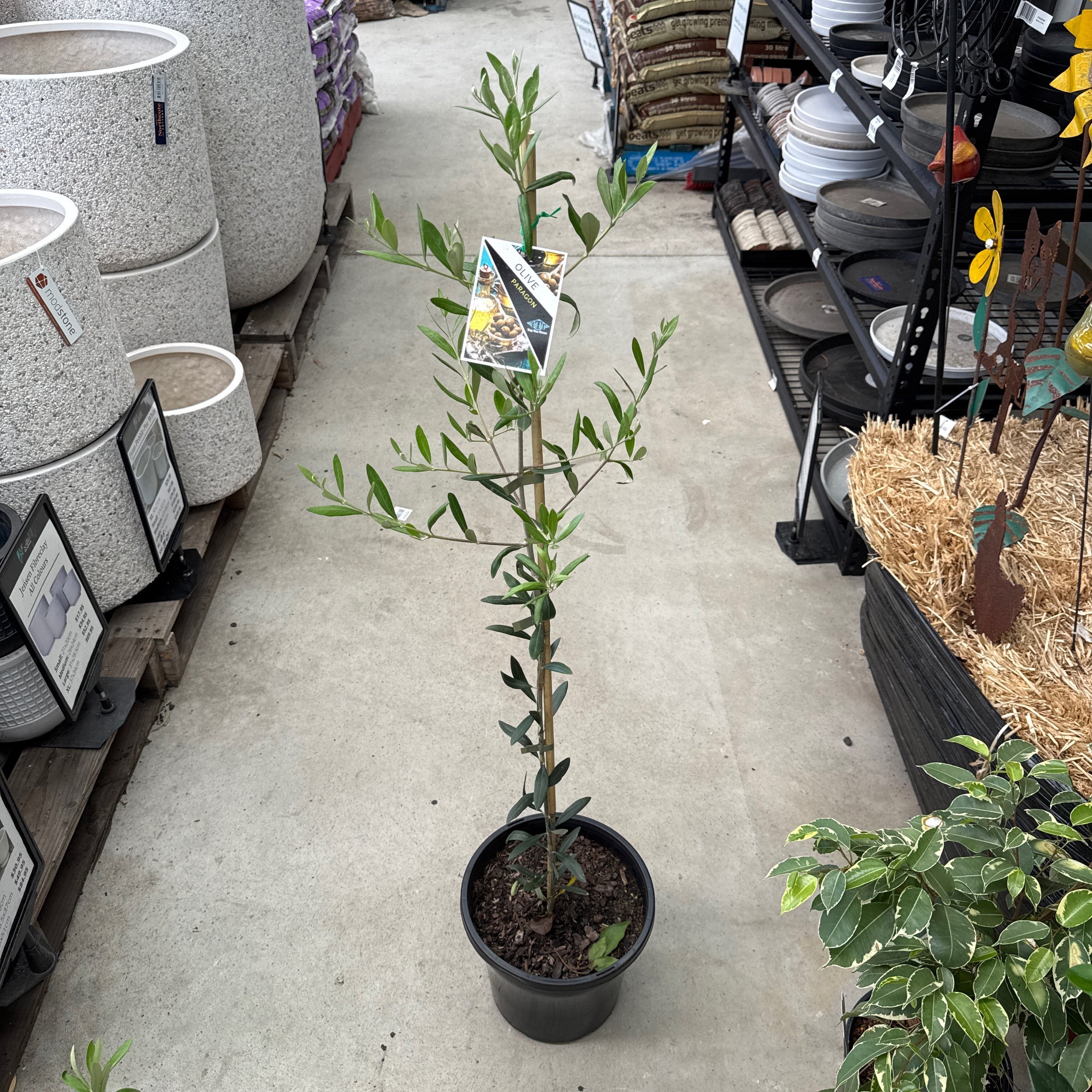 Olive Paragon - 250mm | Exotic Botanic