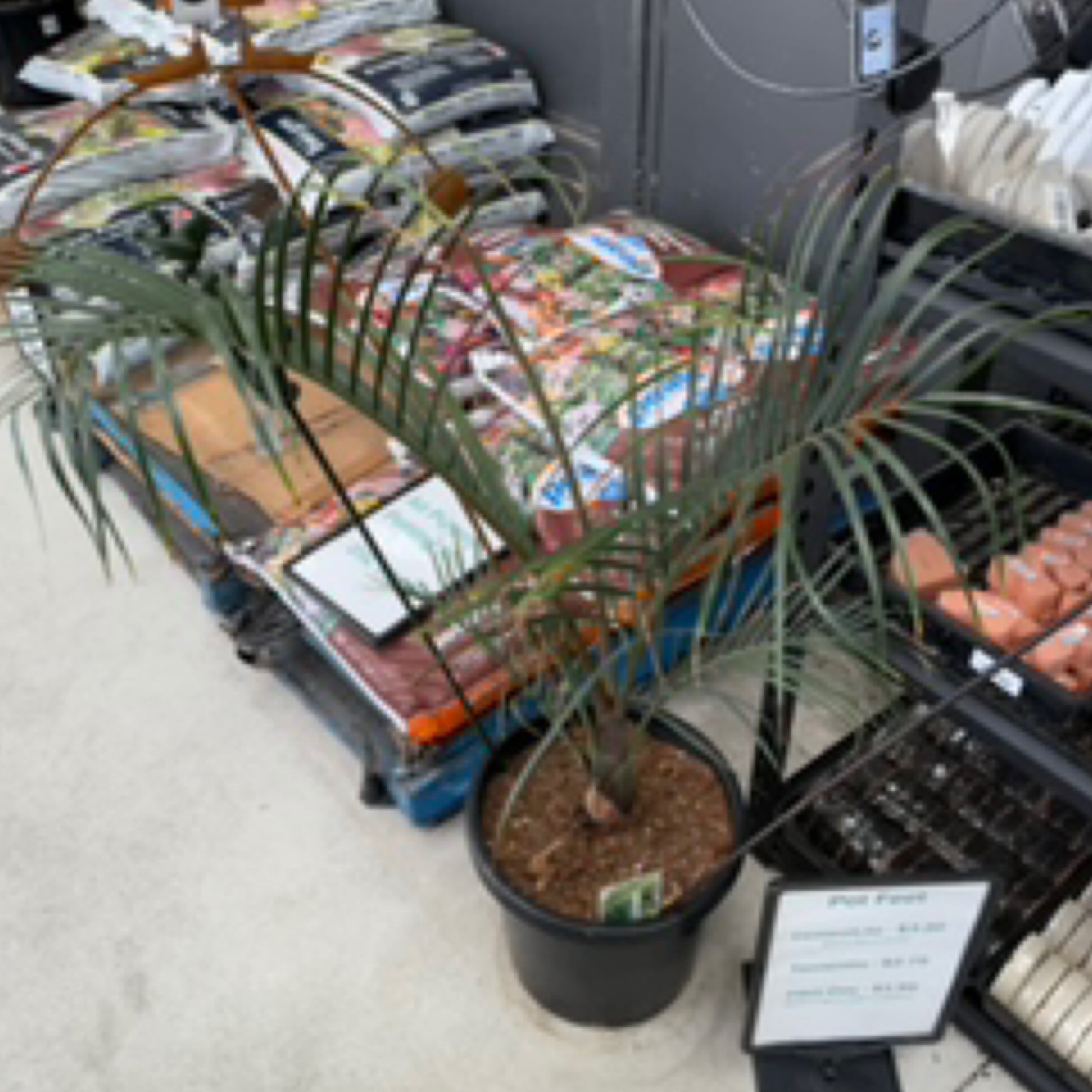 Triangle Palm - 300mm | Exotic Botanic