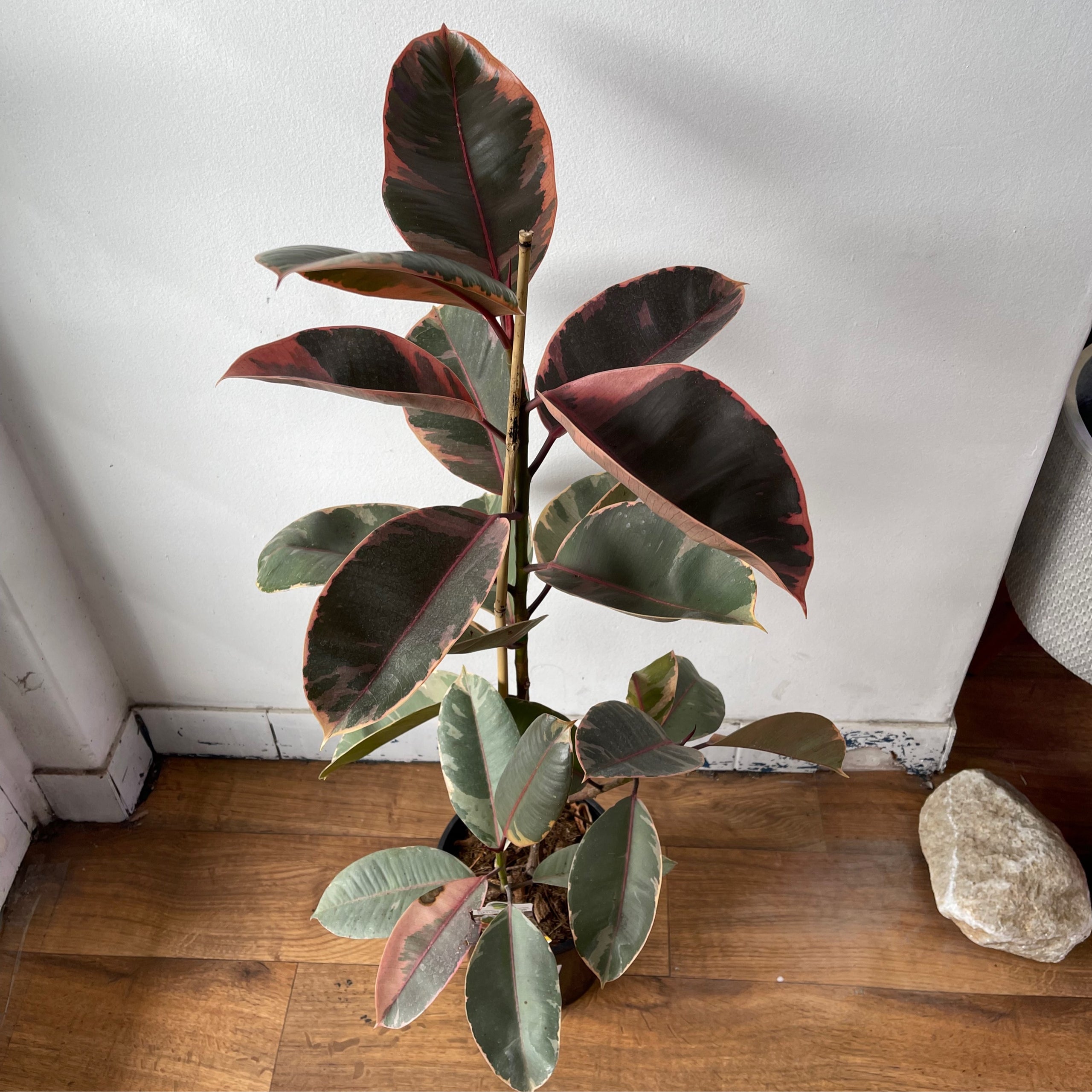 Ficus Elastica Ruby - 200mm | Exotic Botanic