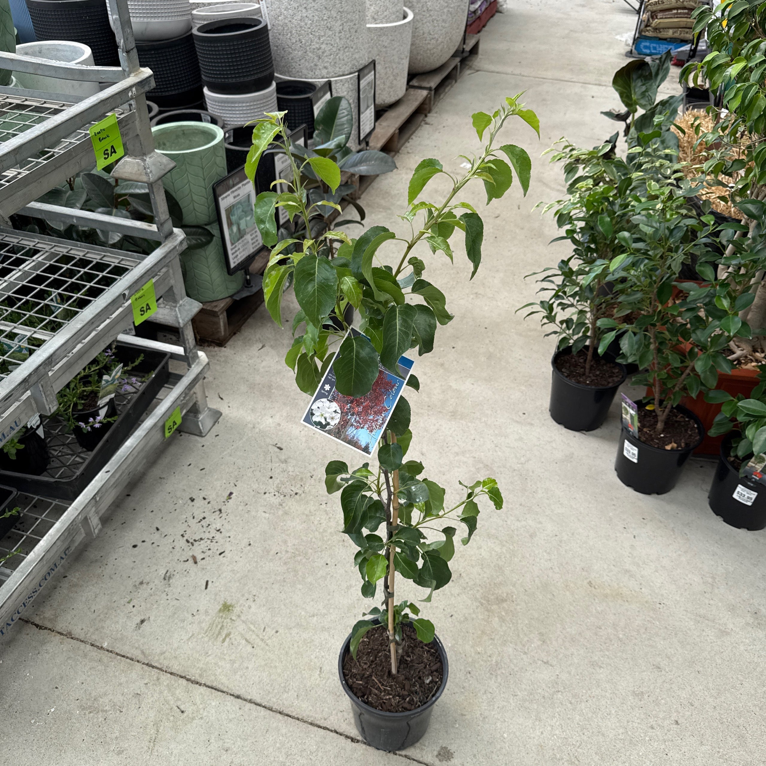 Pyrus Calleryana - Capital Ornamental Pear - 200mm | Exotic Botanic