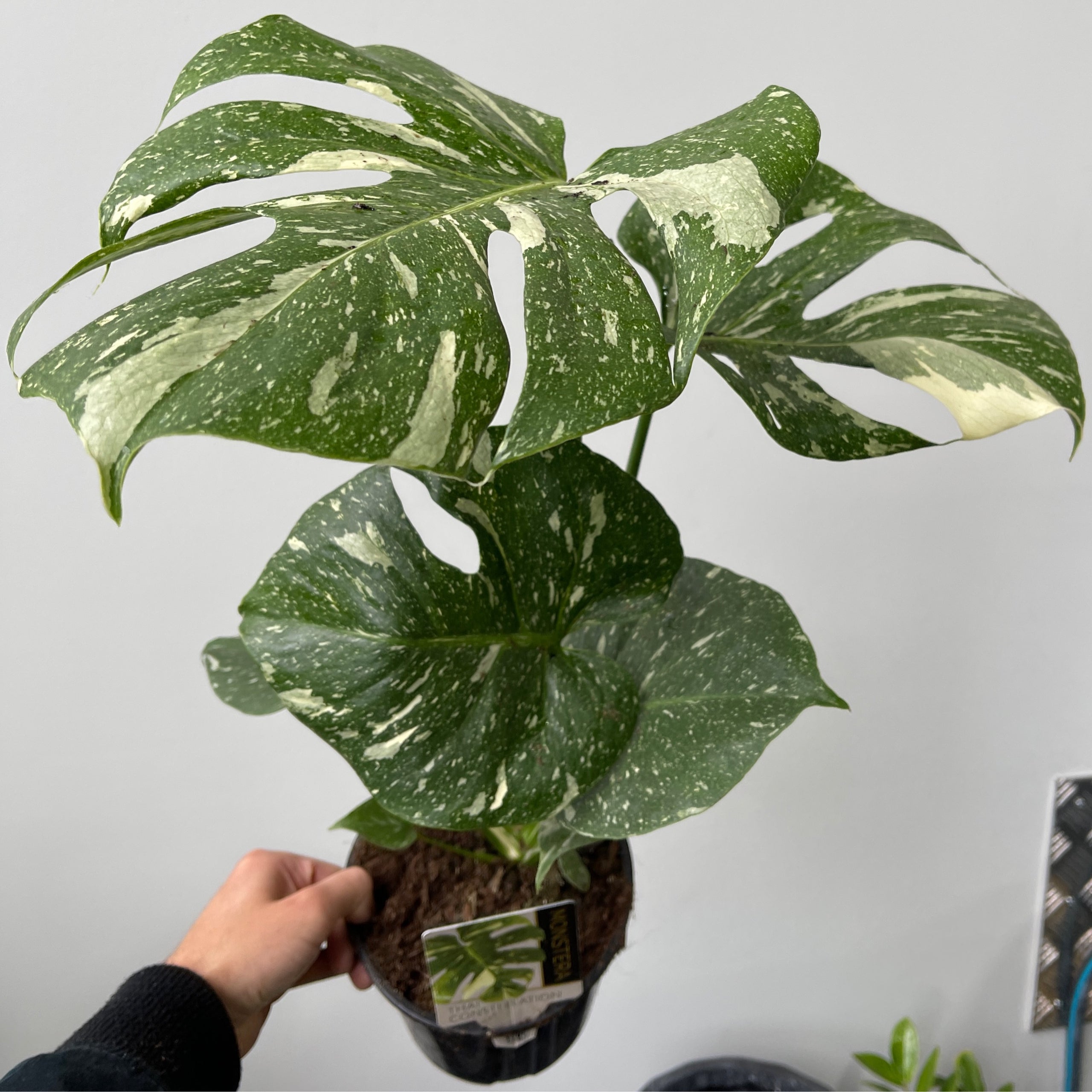 Shop All Plants, Pots & Accessories | Exotic Botanic