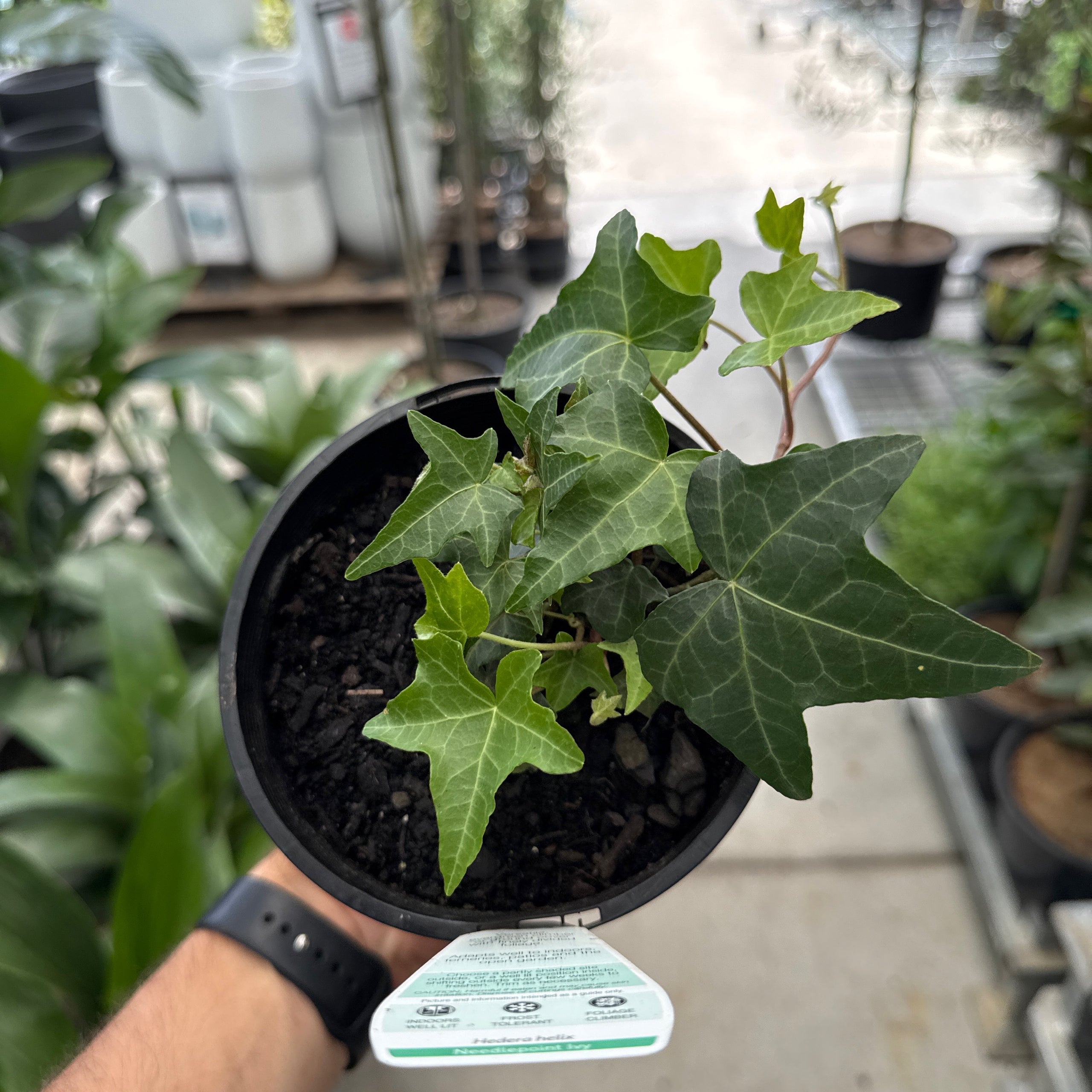 Hedera - Needlepoint Ivy - 140mm | Exotic Botanic